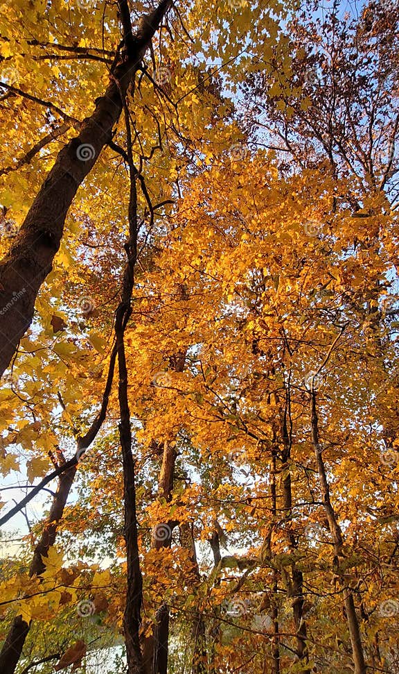 Tall Fall Trees stock photo. Image of deciduous, tree - 238955616