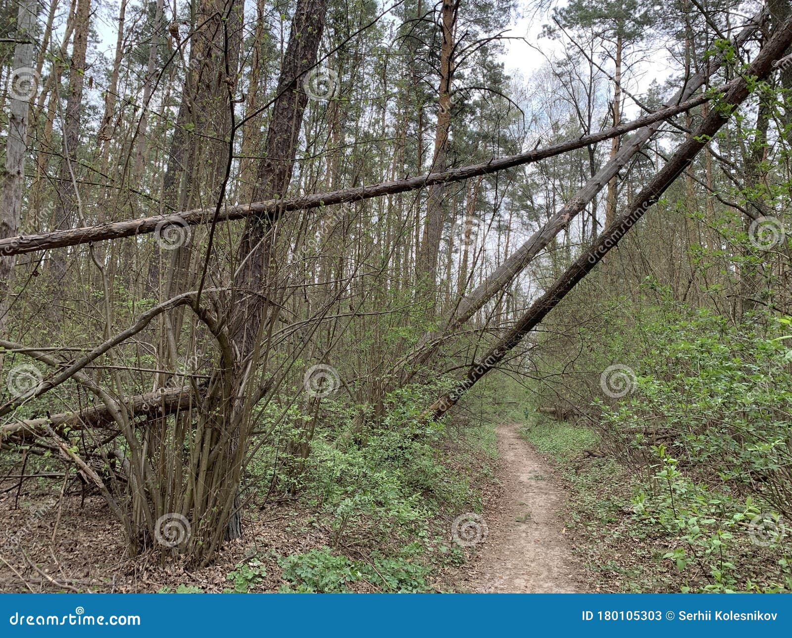 Tall Fallen Dry Trees in the Forest. a Tree Broken by the Wind in the ...