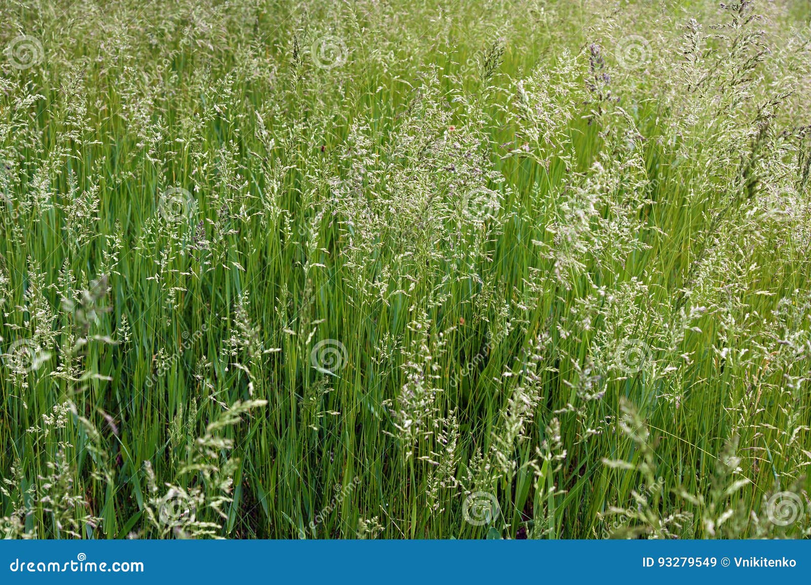 Tall Fescue Grass Flower