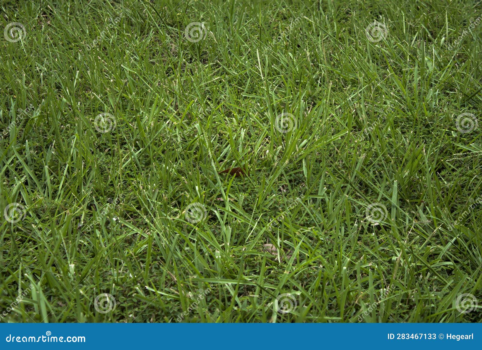 Tall Fescue Unlike Grasses That Spread By Horizontal Abov Stock Image Image Of Tall Landscape