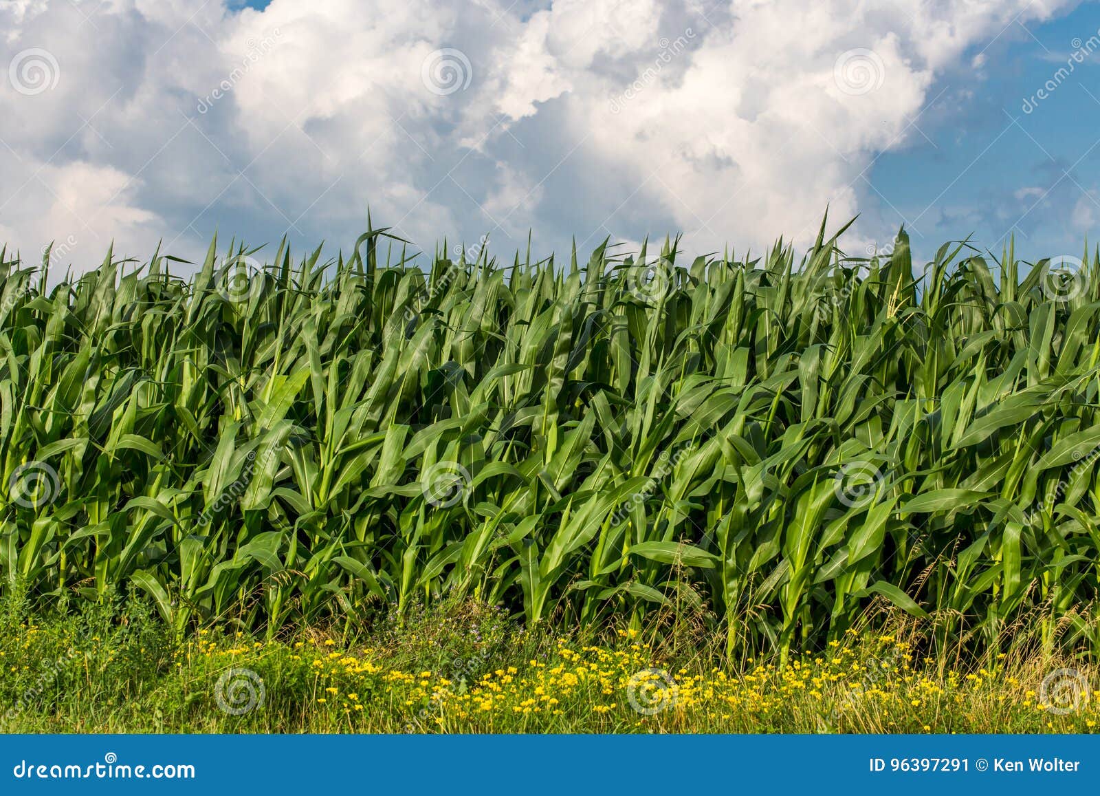 Tall Field of Corn and Clouds Stock Image - Image of cloudscape, land ...