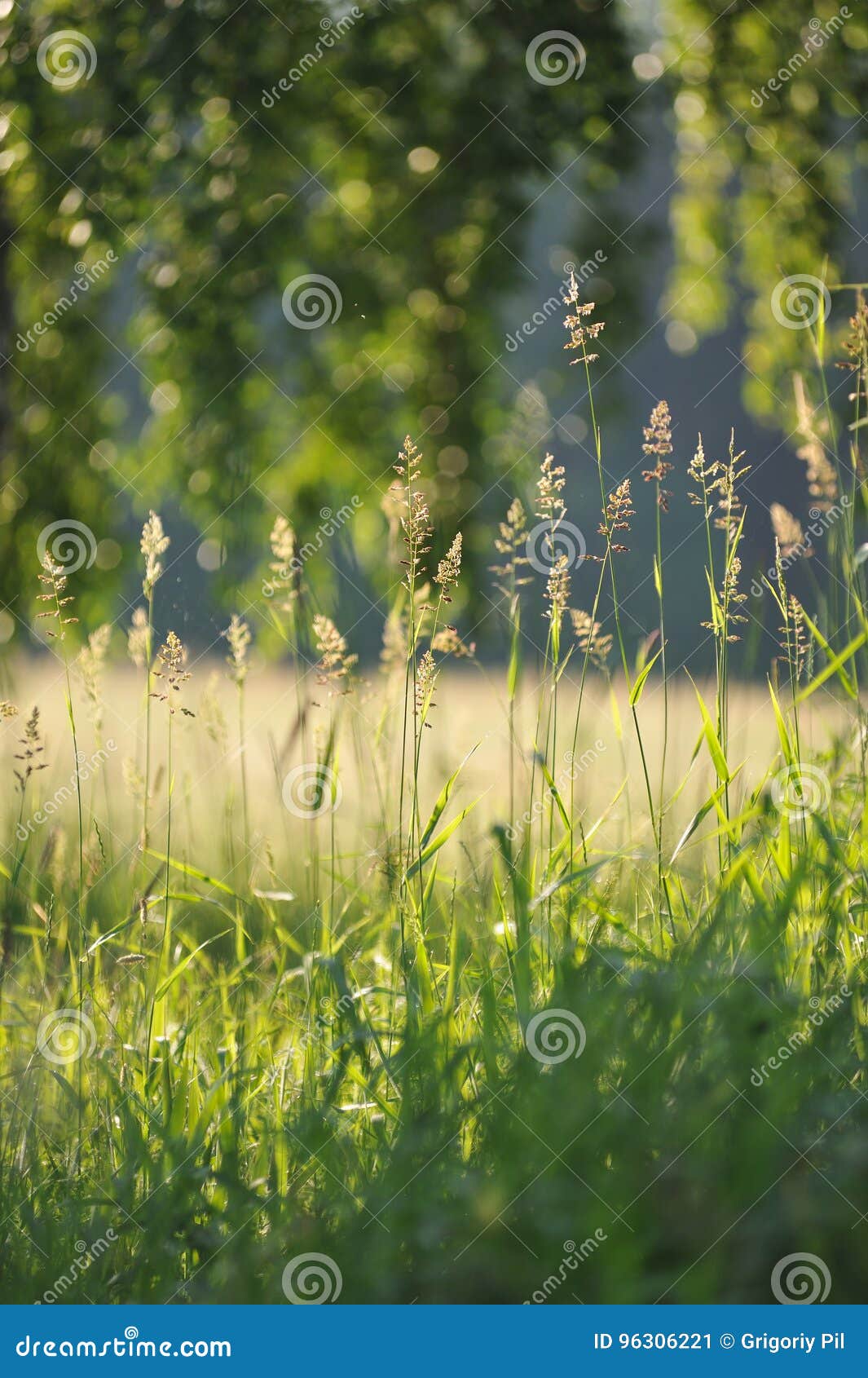 Tall field grass stock image. Image of green, nature - 96306221