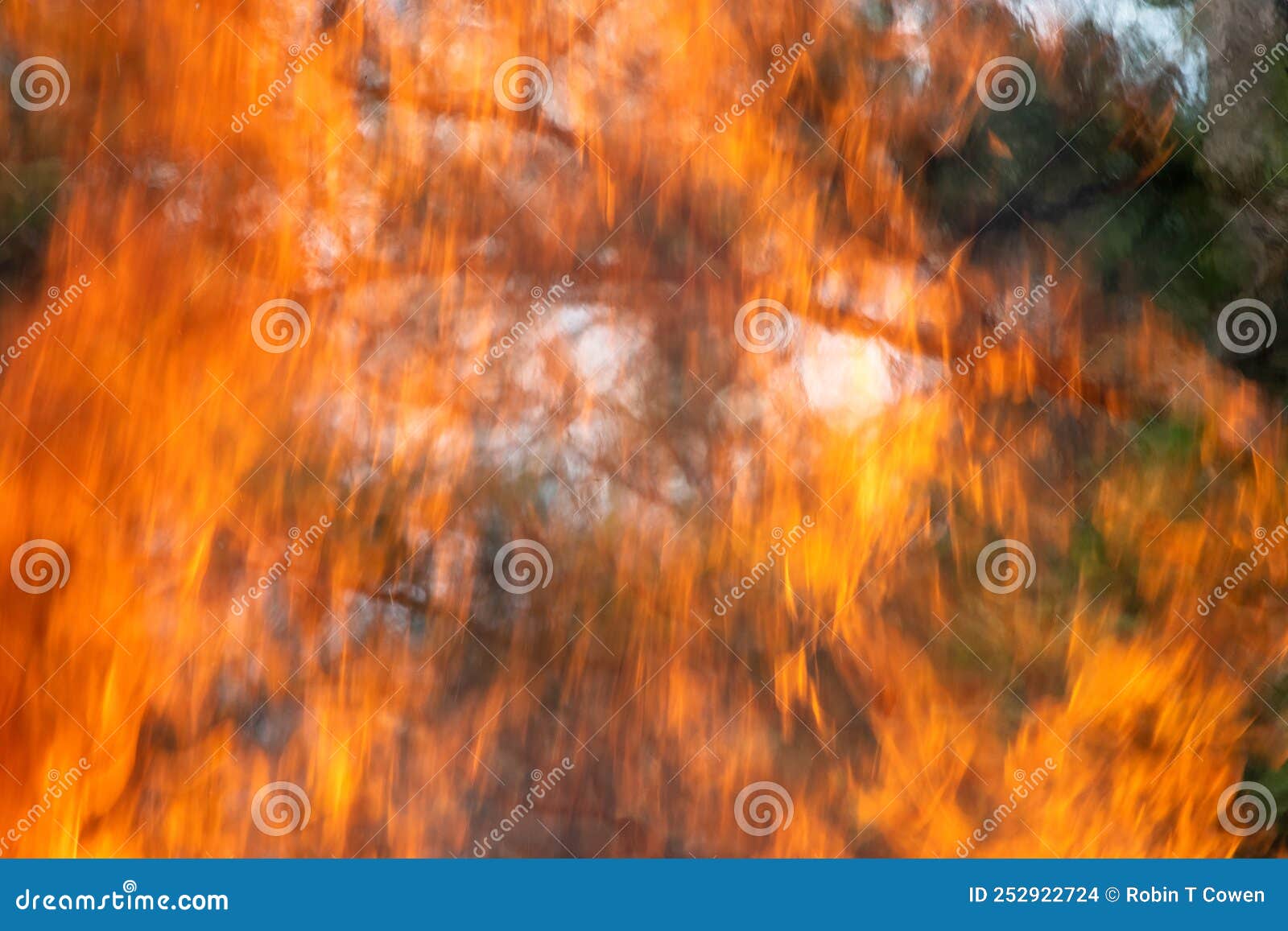 Tall Fiery Inferno Surrounding Pine Trees Stock Photo - Image of fire ...