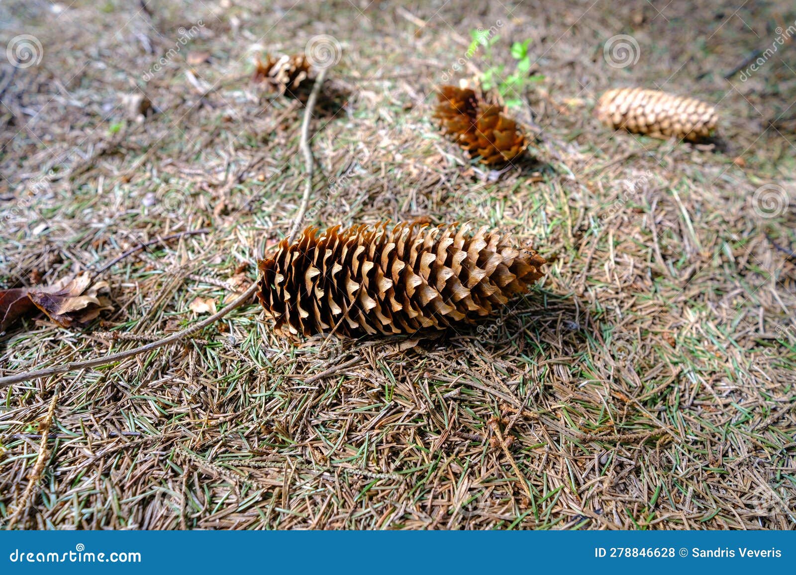 A Tall Fir Cone in the Forest on the Ground. an Early Spring Stock ...