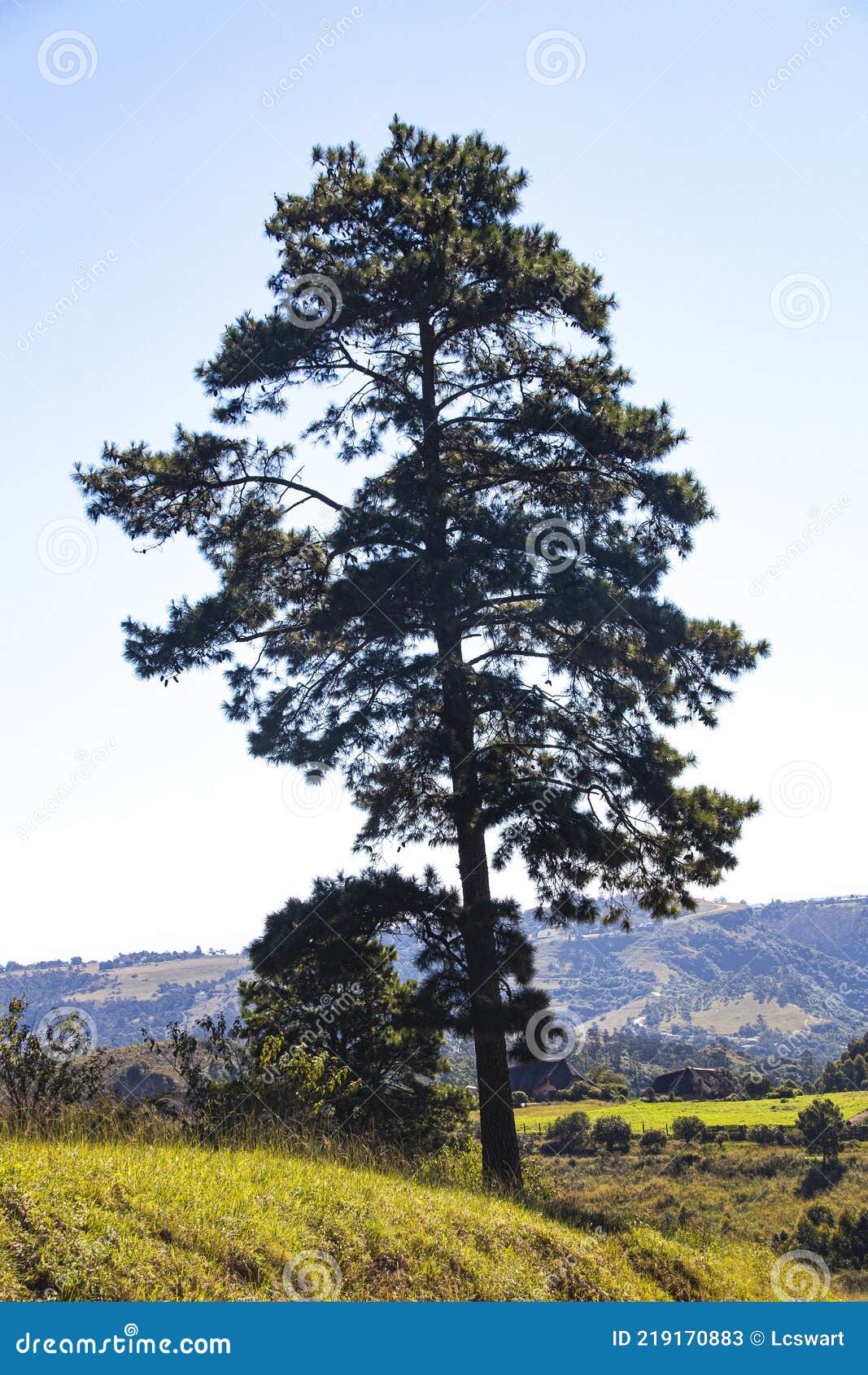 Tall Fir Tree Surrounded by Open Green Countryside Stock Image - Image ...