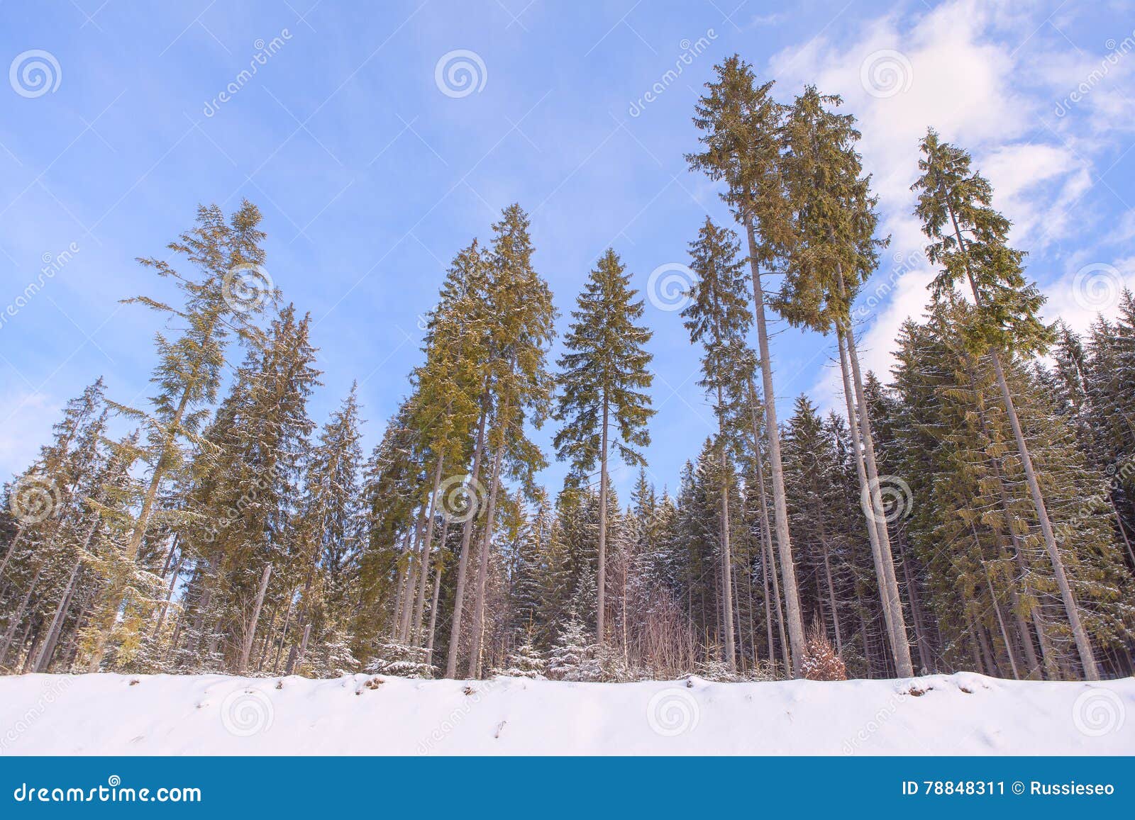 Tall fir trees stock image. Image of blue, winter, nature - 78848311