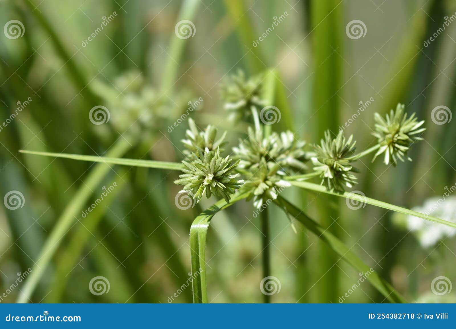 Tall flatsedge stock photo. Image of flower, chufa, nature - 254382718