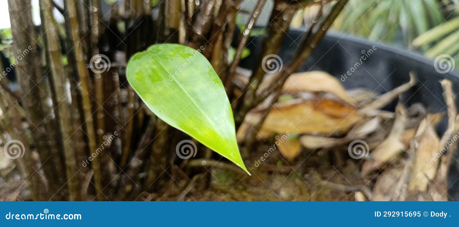 Flower Stalks Of A Cereus Peruvianus Or Night Blooming Cereus Stock ...