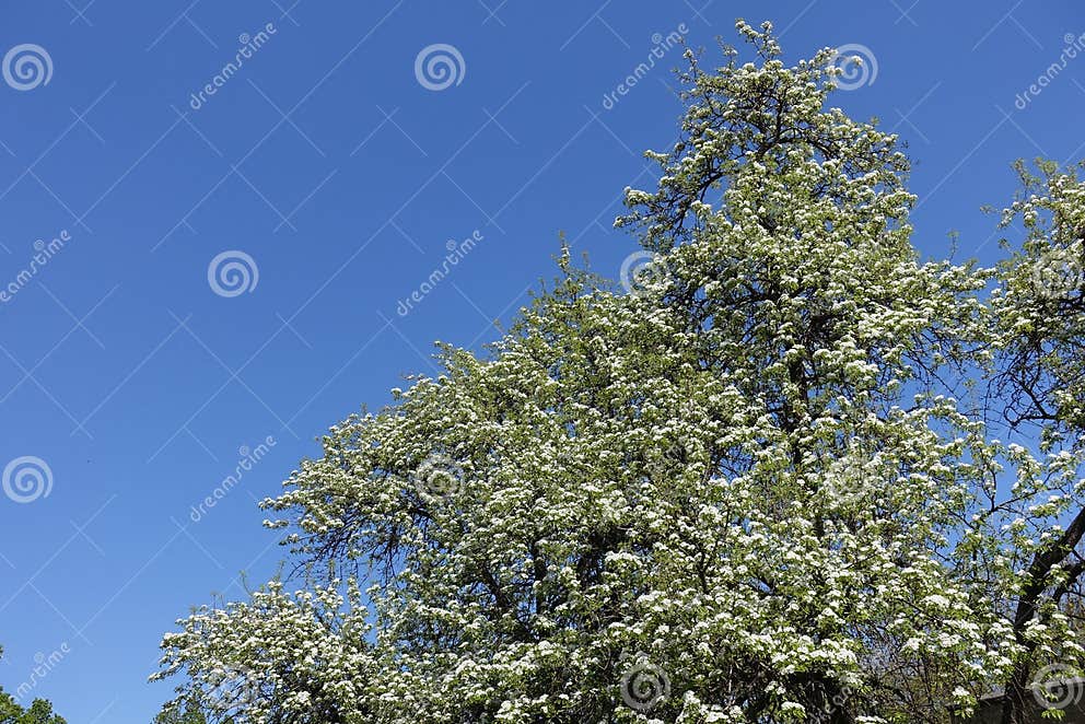 Tall Flowering Pear Tree Against the Sky Stock Photo - Image of ...