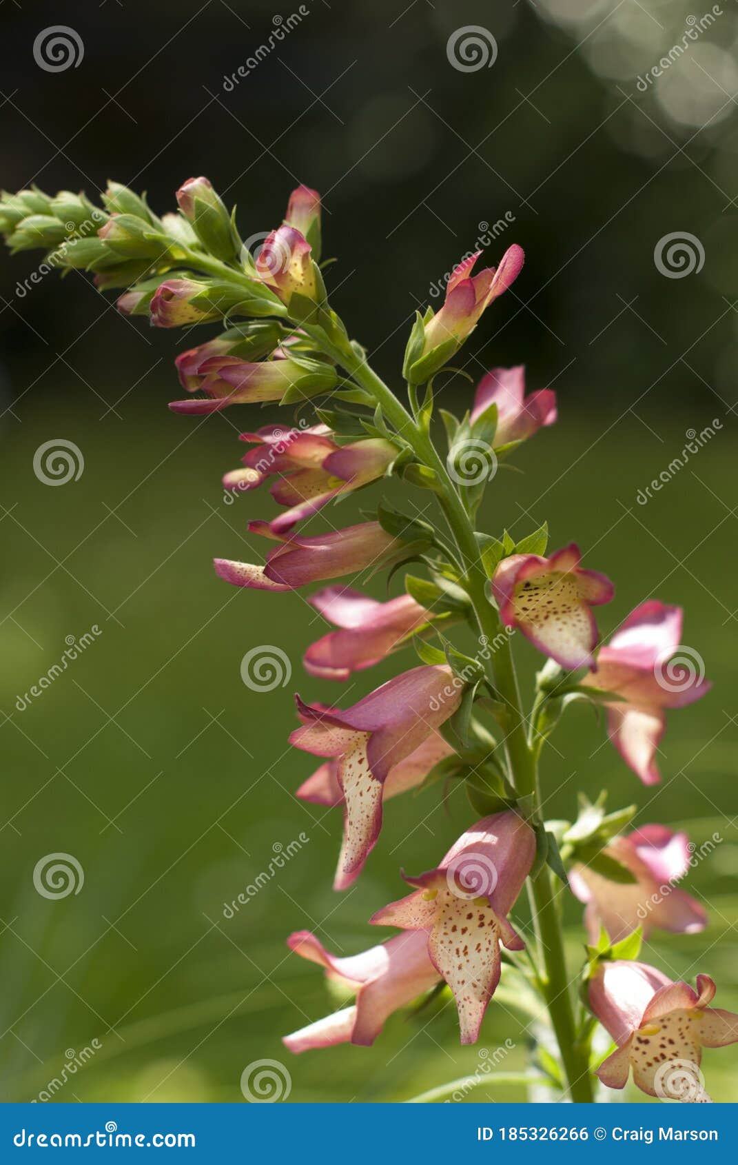 Tall pink flowers stock photo. Image of outdoors, wildlife - 185326266