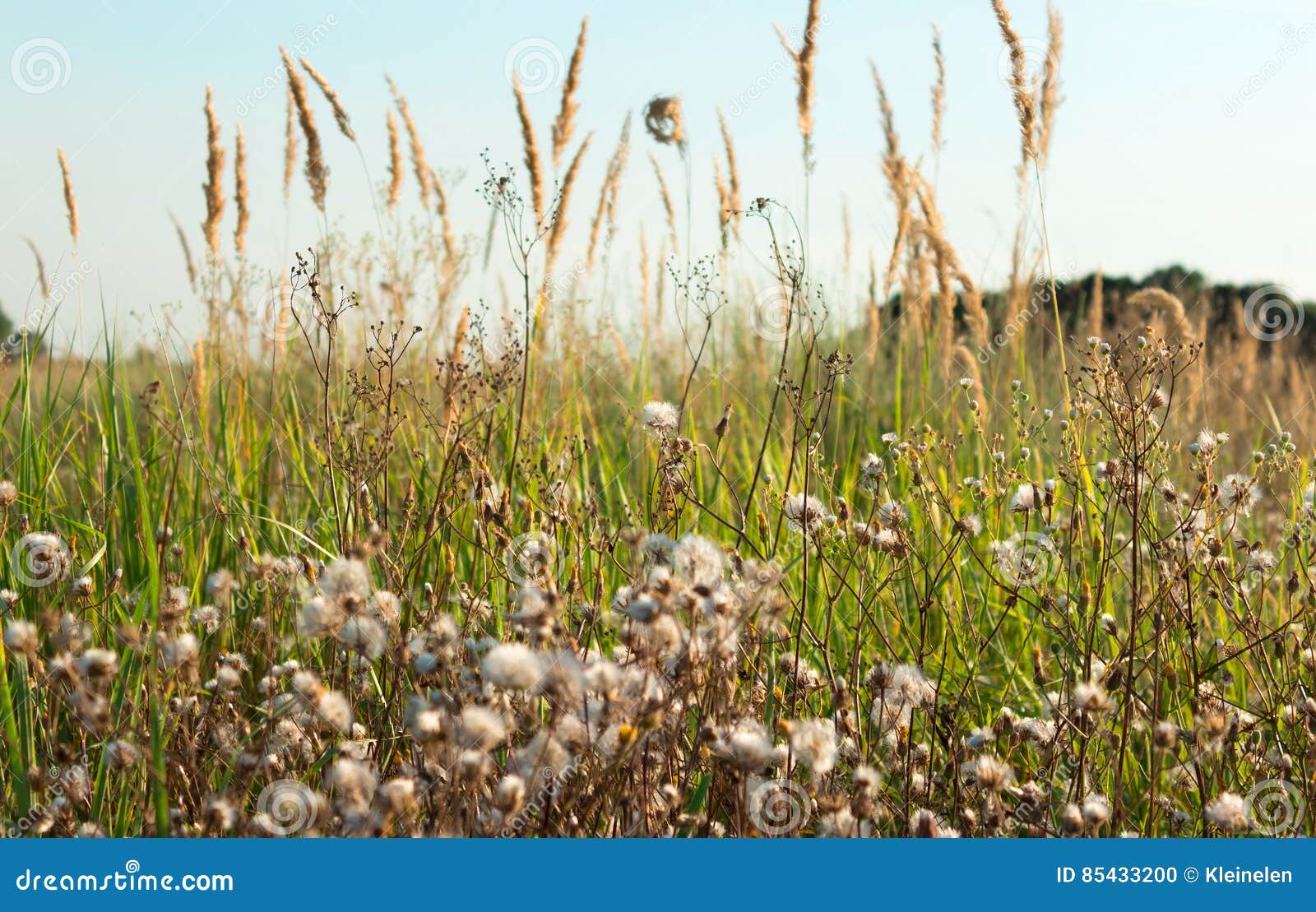 Tall Fluffy Grass Stock Images - Download 1,181 Royalty Free Photos