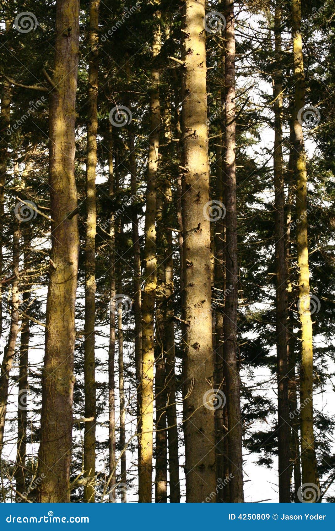 Tall Forest stock image. Image of conifer, tall, trees - 4250809