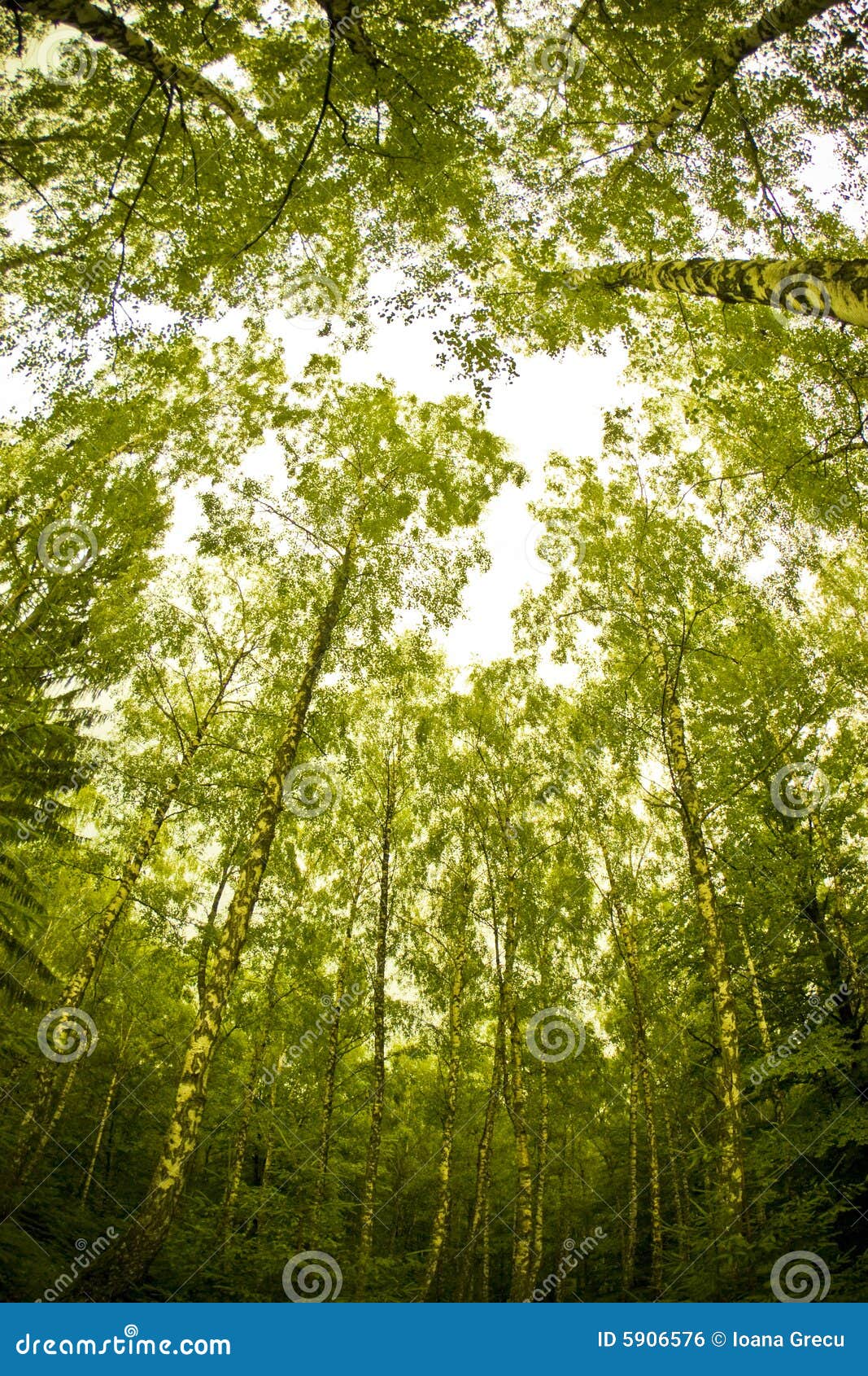 Tall forest stock photo. Image of green, shady, trail - 5906576