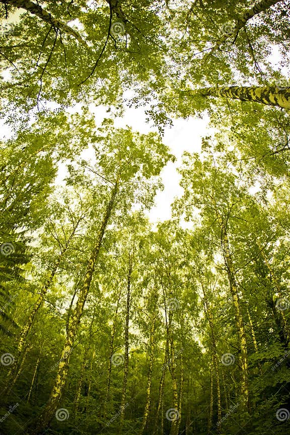 Tall forest stock photo. Image of green, shady, trail - 5906576