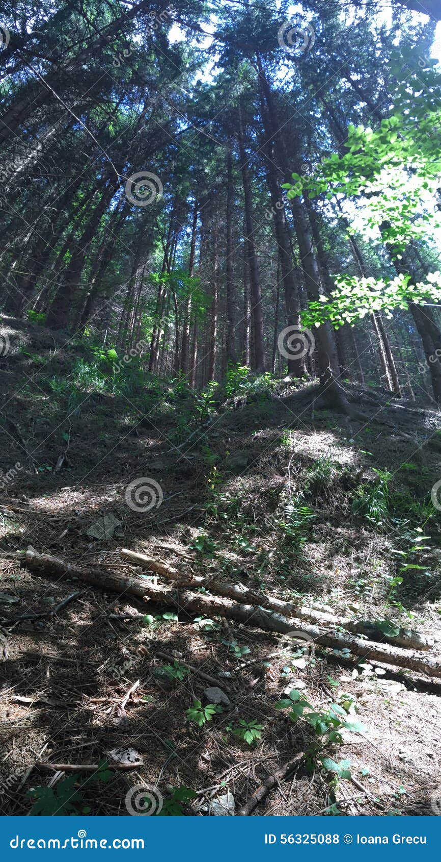 Tall Forest With Trail And Bright Dappled Light Royalty-Free Stock ...
