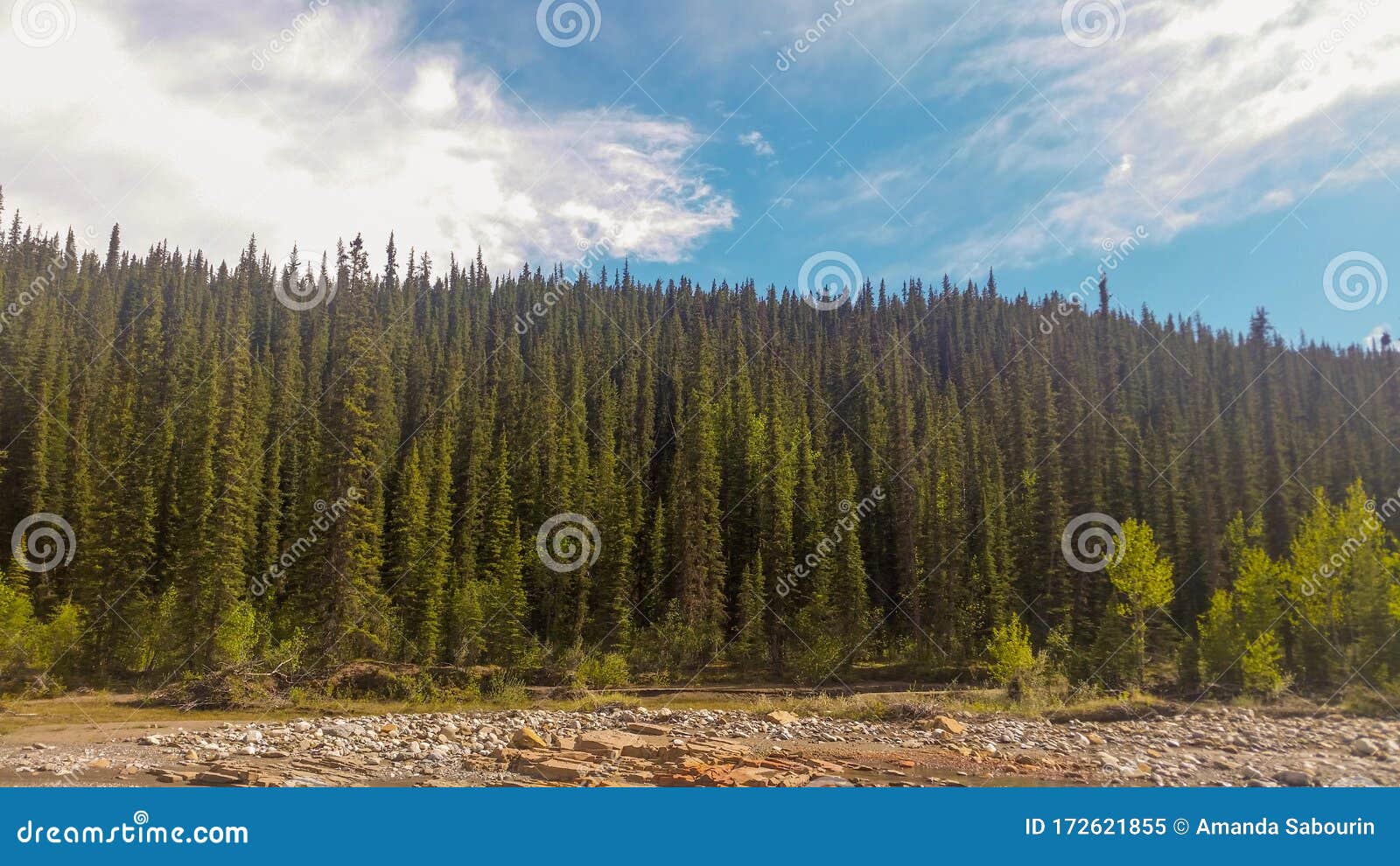 Tall forest ever green stock image. Image of rocks, bluesky - 172621855
