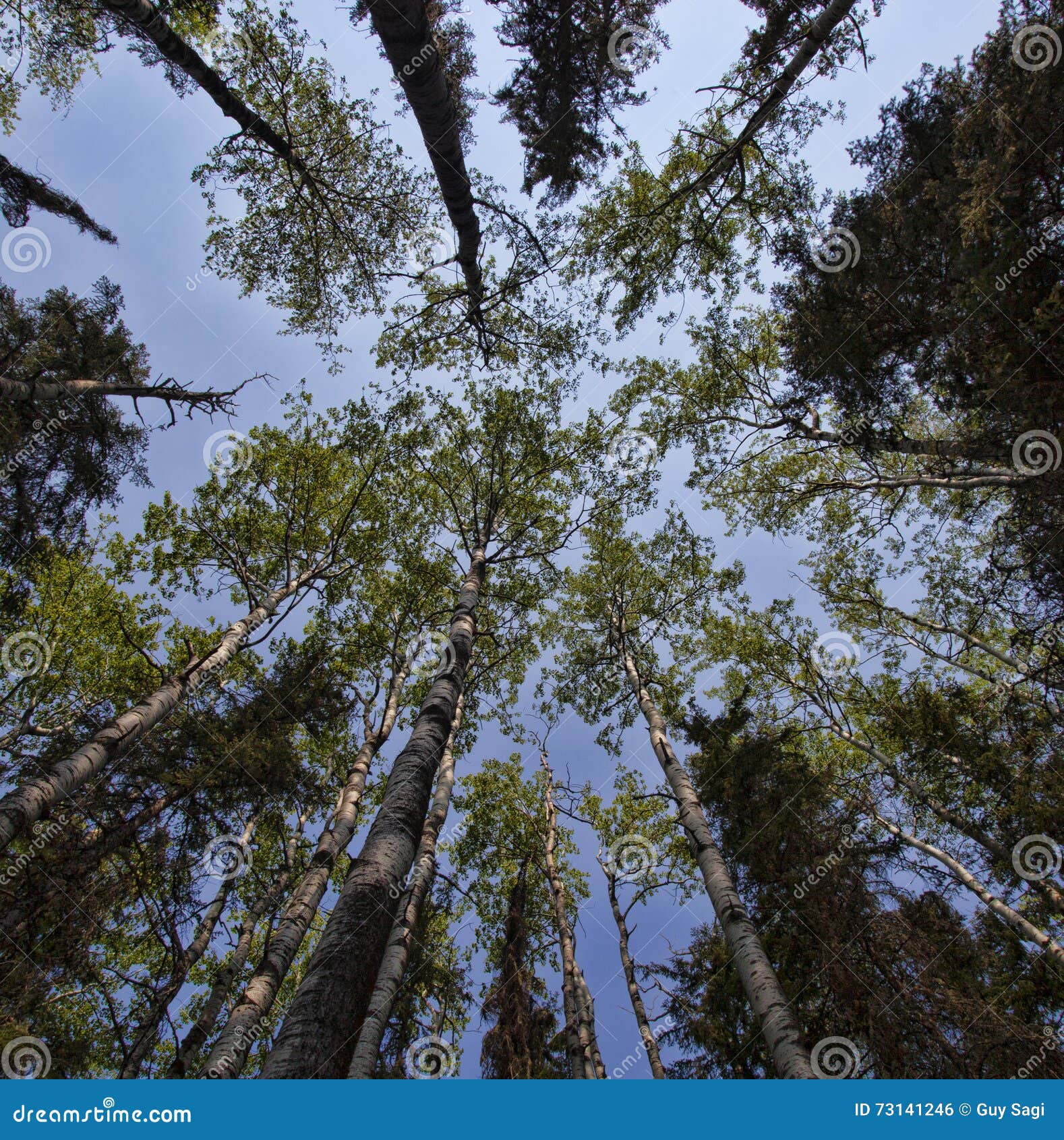 Tall forest stock photo. Image of blue, back, grey, forest - 73141246