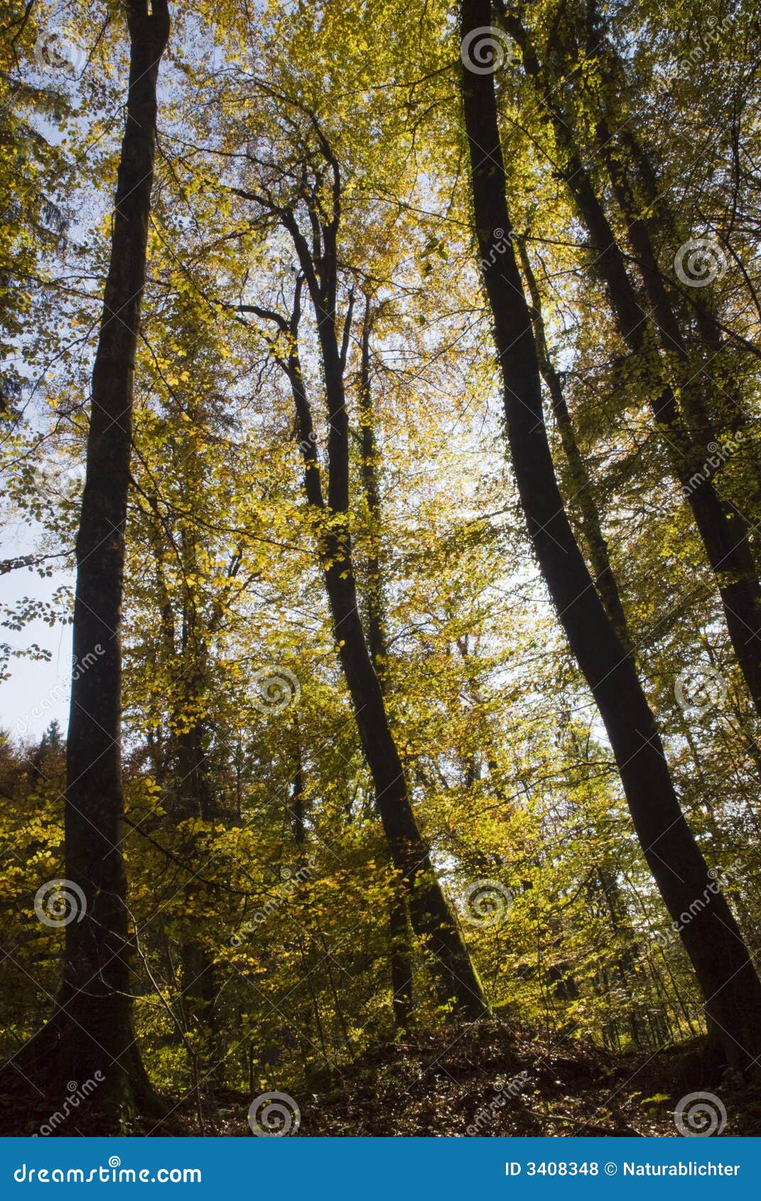 Tall Forest Trees in Autumn Stock Photo - Image of autumn, colours: 3408348
