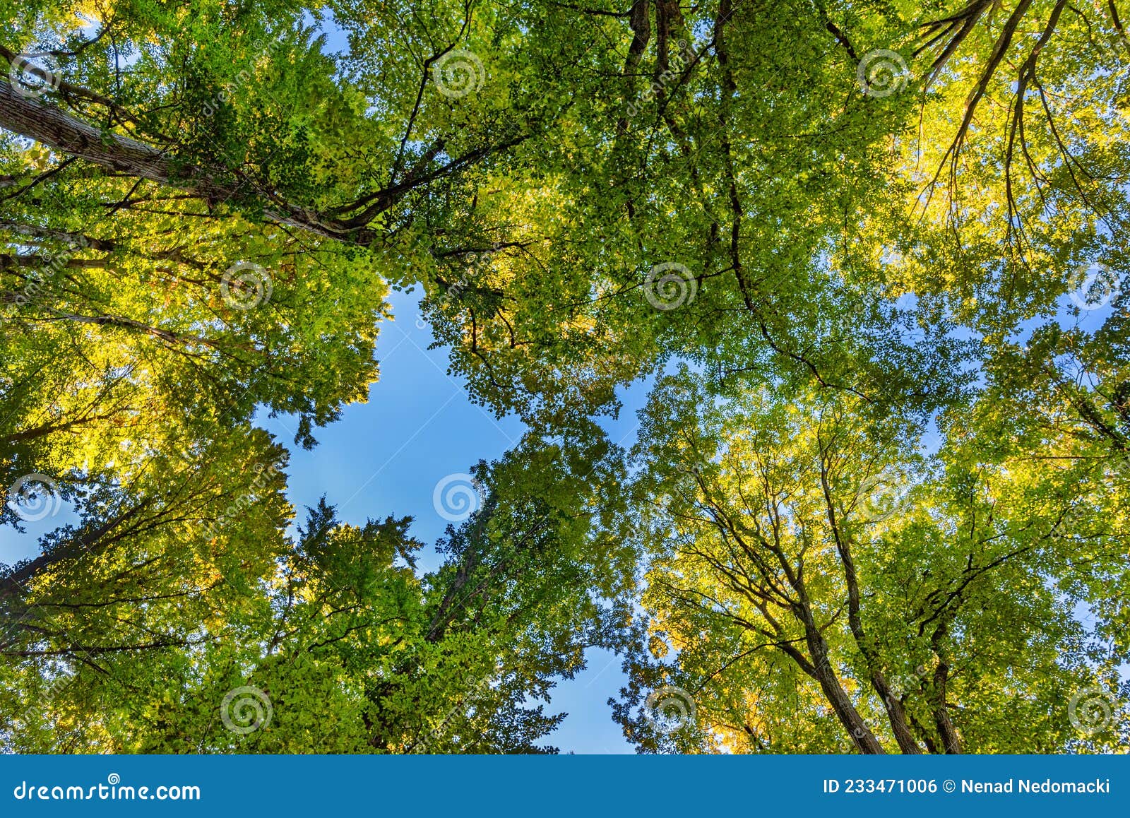 Tall Forest Up Above. Mighty Tree in Autmn Leaves Stock Photo - Image ...