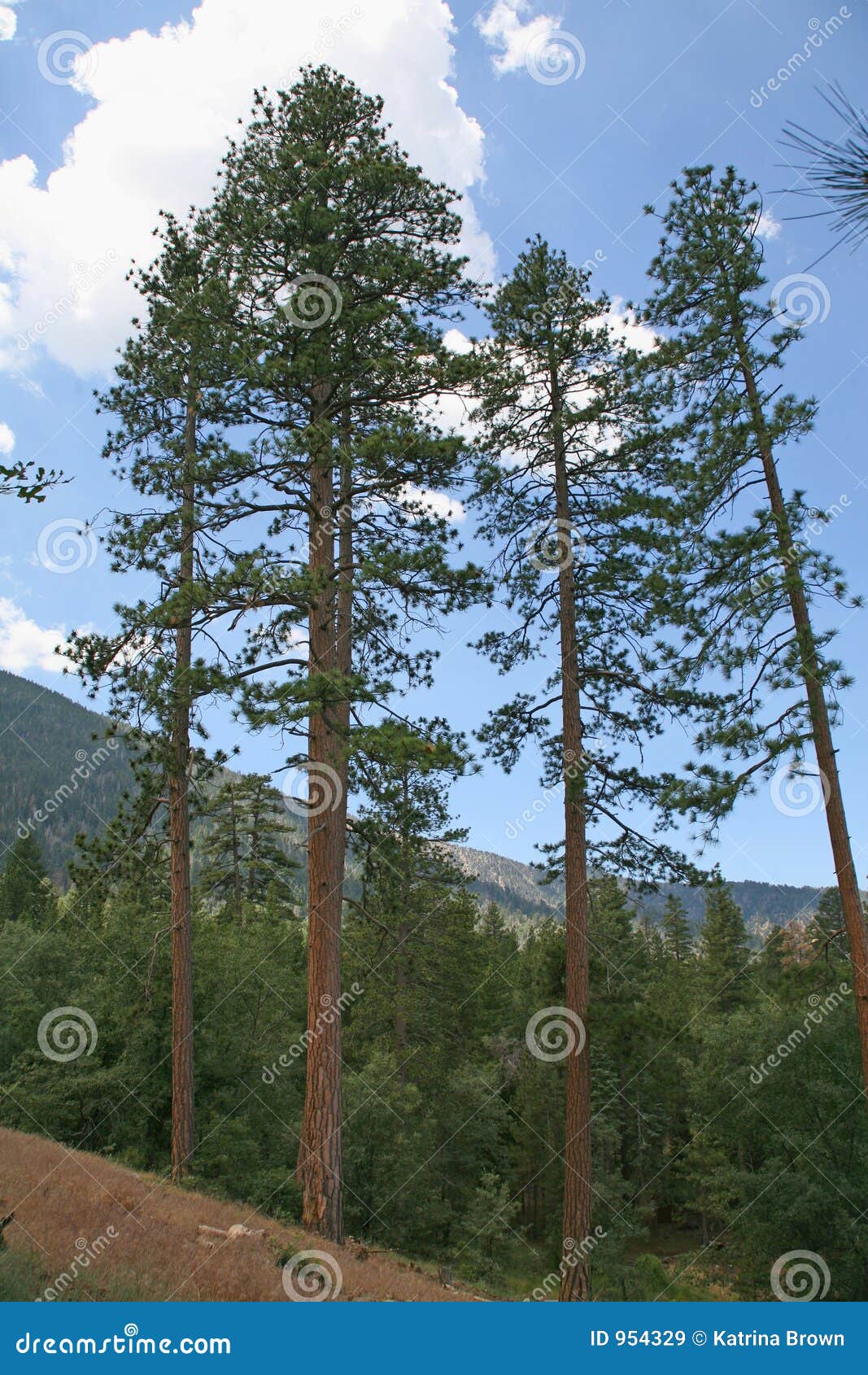 Tall Forrest Trees stock image. Image of scenery, outdoor - 954329