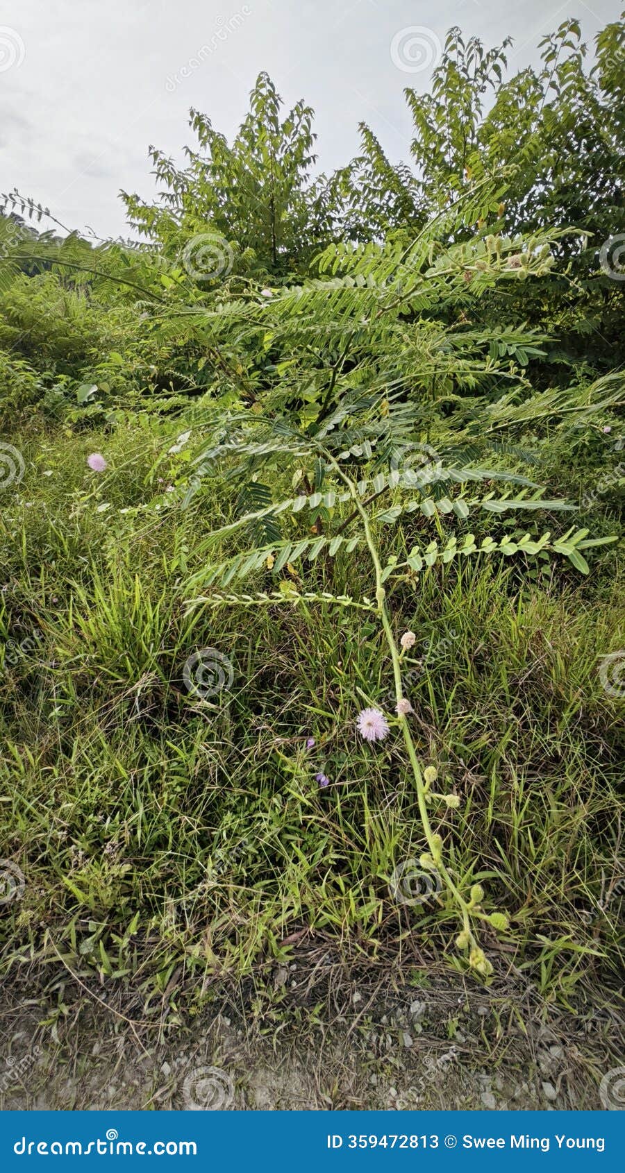 A Tall Giant Sensitive Mimosa Pigra Tree. Stock Image - Image of season ...