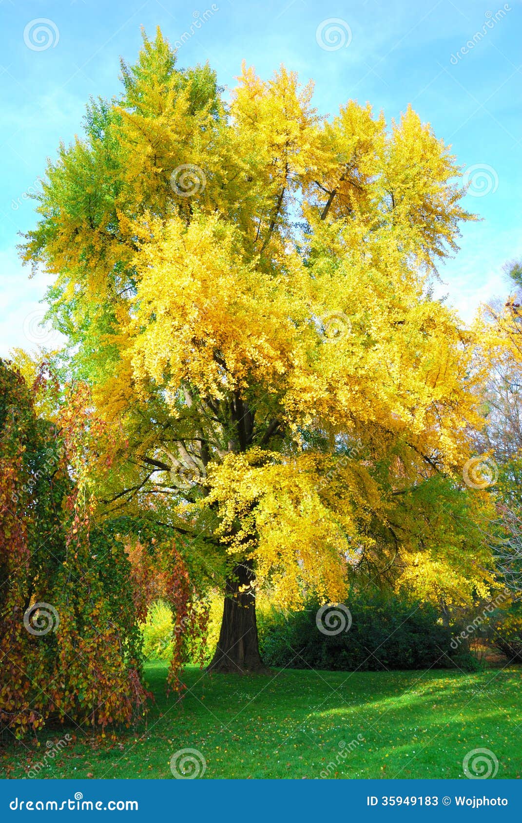 Tall Gingko Biloba Tree in Autumn Stock Image - Image of indian, asia ...