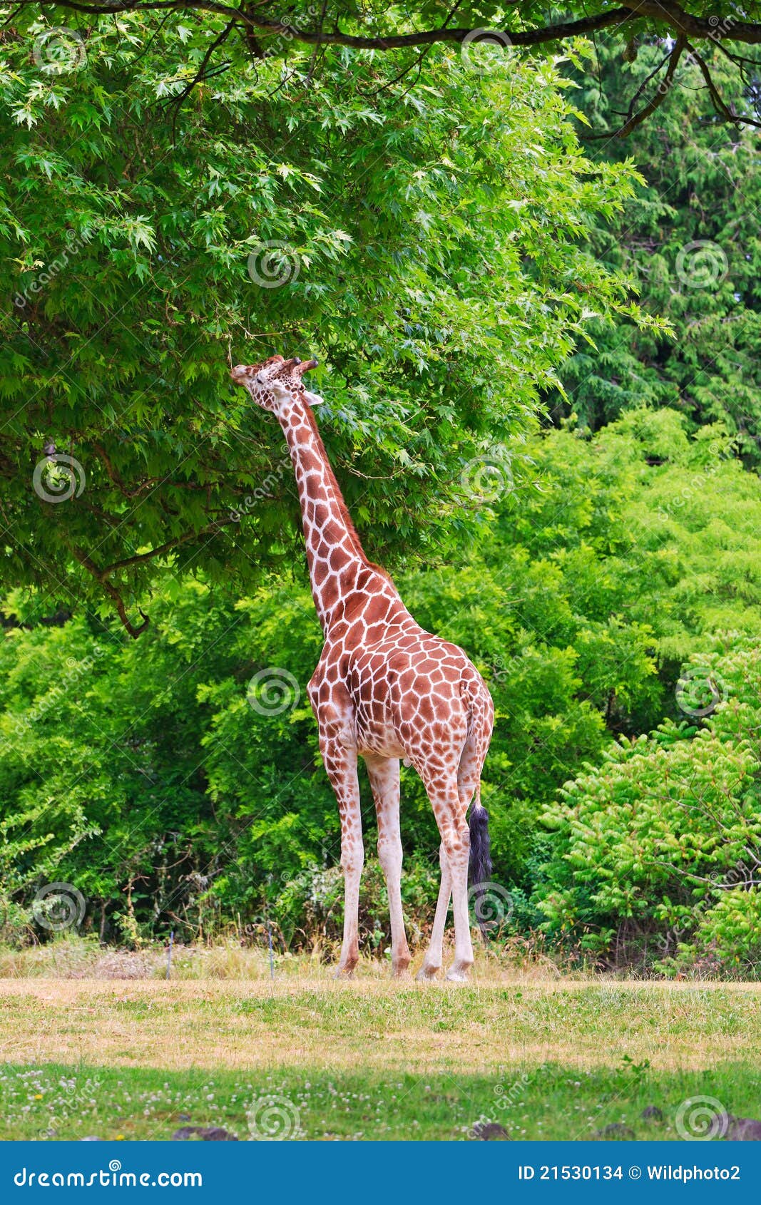 Tall Giraffe stock photo. Image of leaves, mammal, grass - 21530134