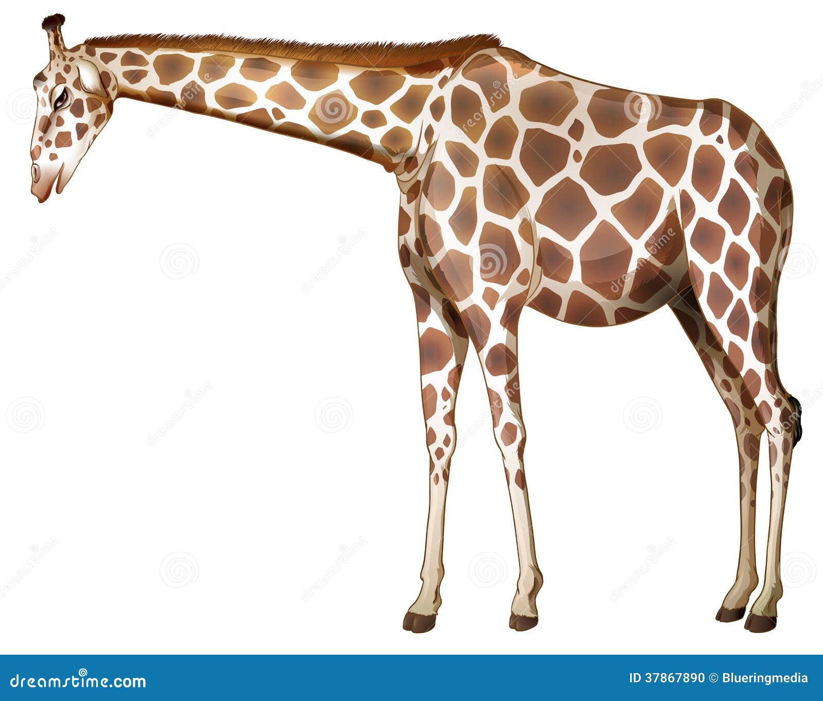 Tall Giraffe Stock Illustrations – 5,286 Tall Giraffe Stock ...
