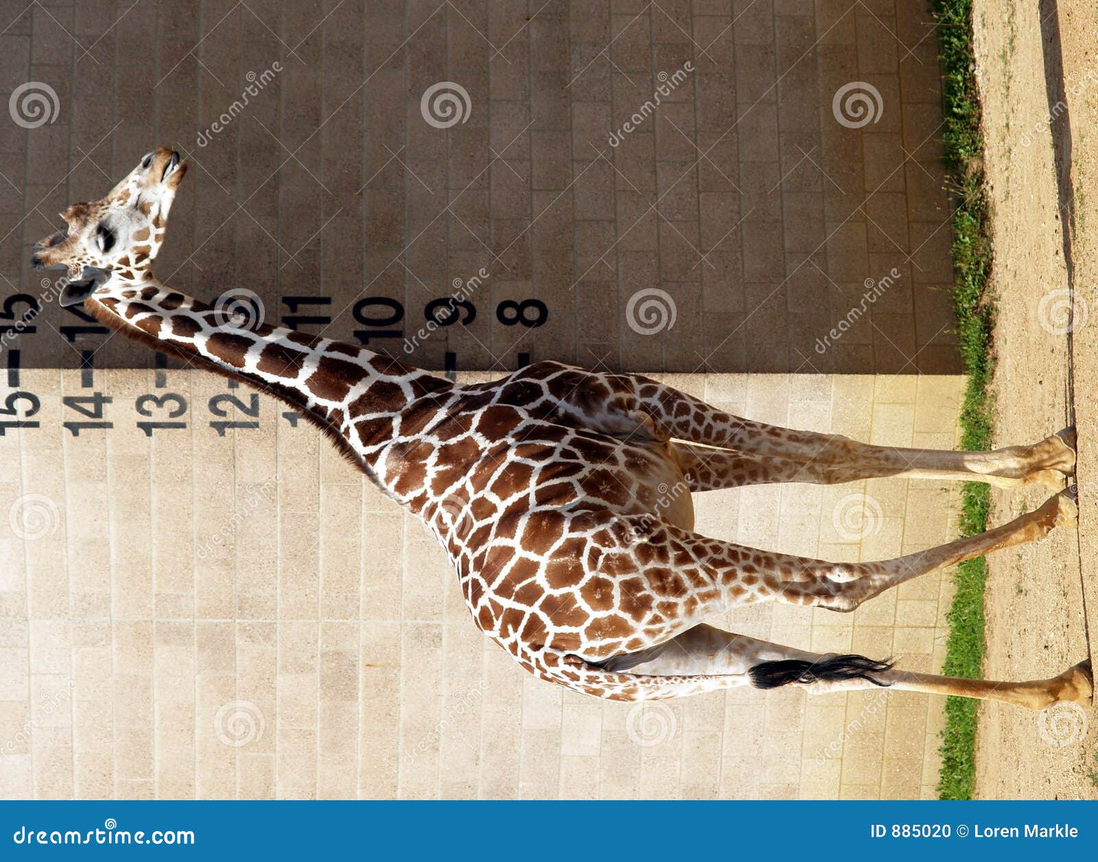 Tall giraffe stock photo. Image of extent, volume, limit - 885020