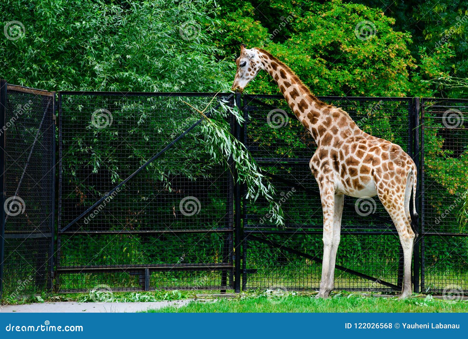Tall Giraffe Eats Leaves from a Tree Stock Photo - Image of africa ...