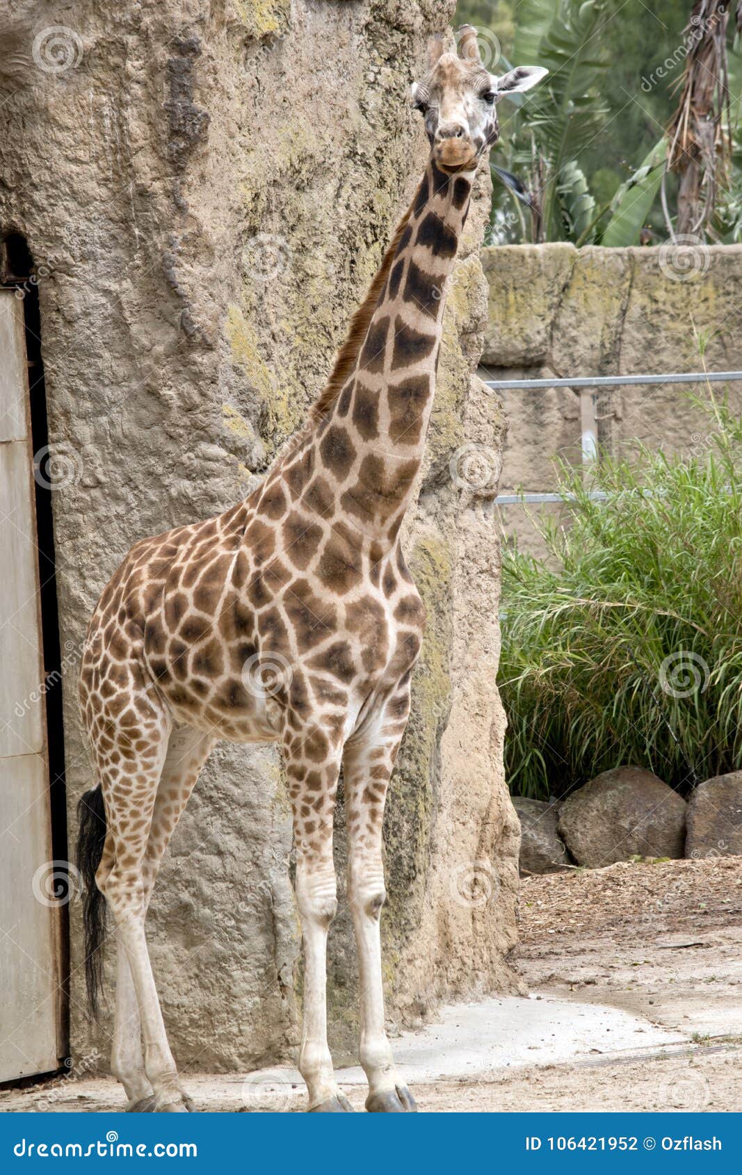 A tall giraffe stock photo. Image of neck, tall, eyelashes - 106421952