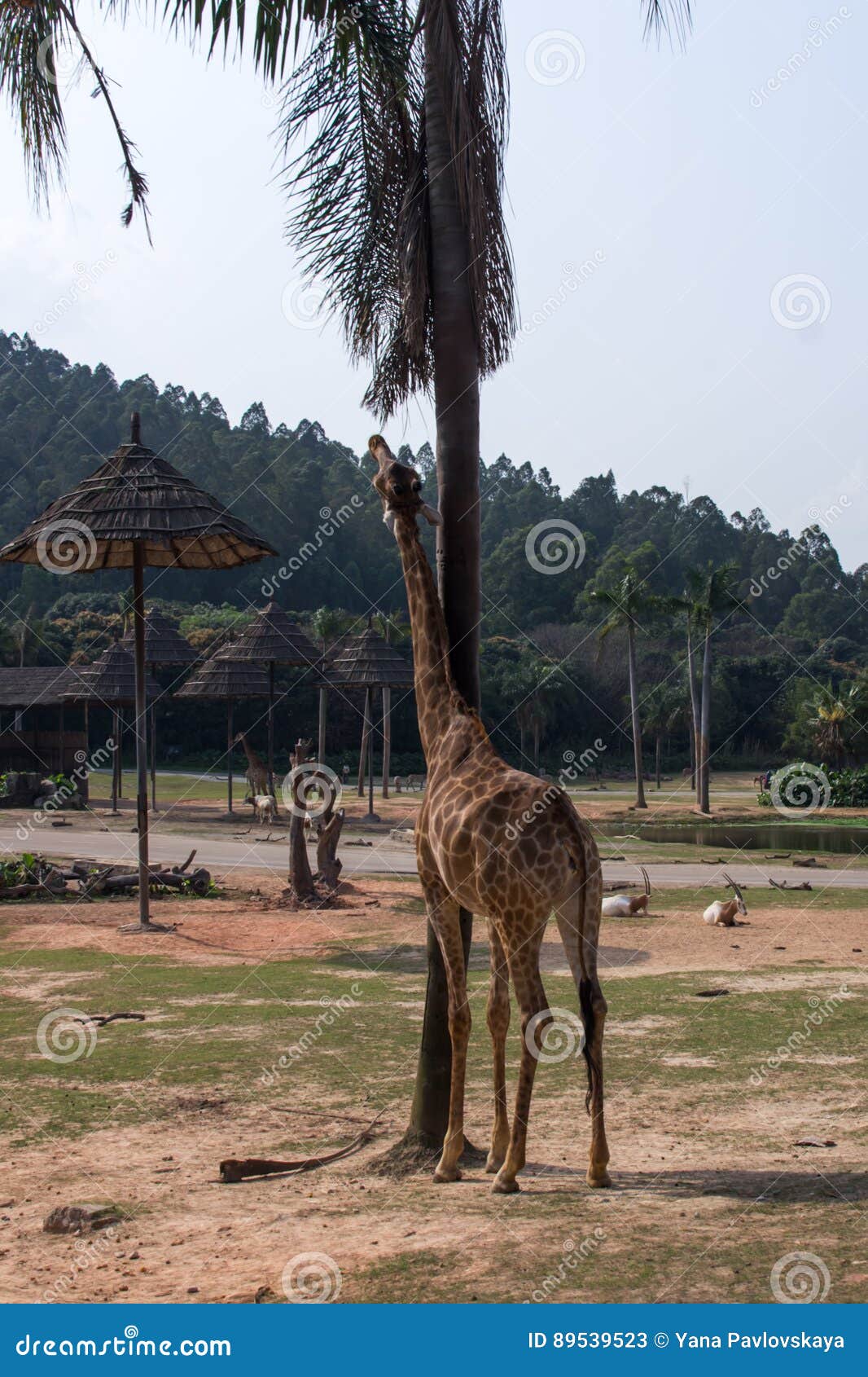 Tall Giraffe Near the Palm Tree Stock Image - Image of giraffes, animal ...