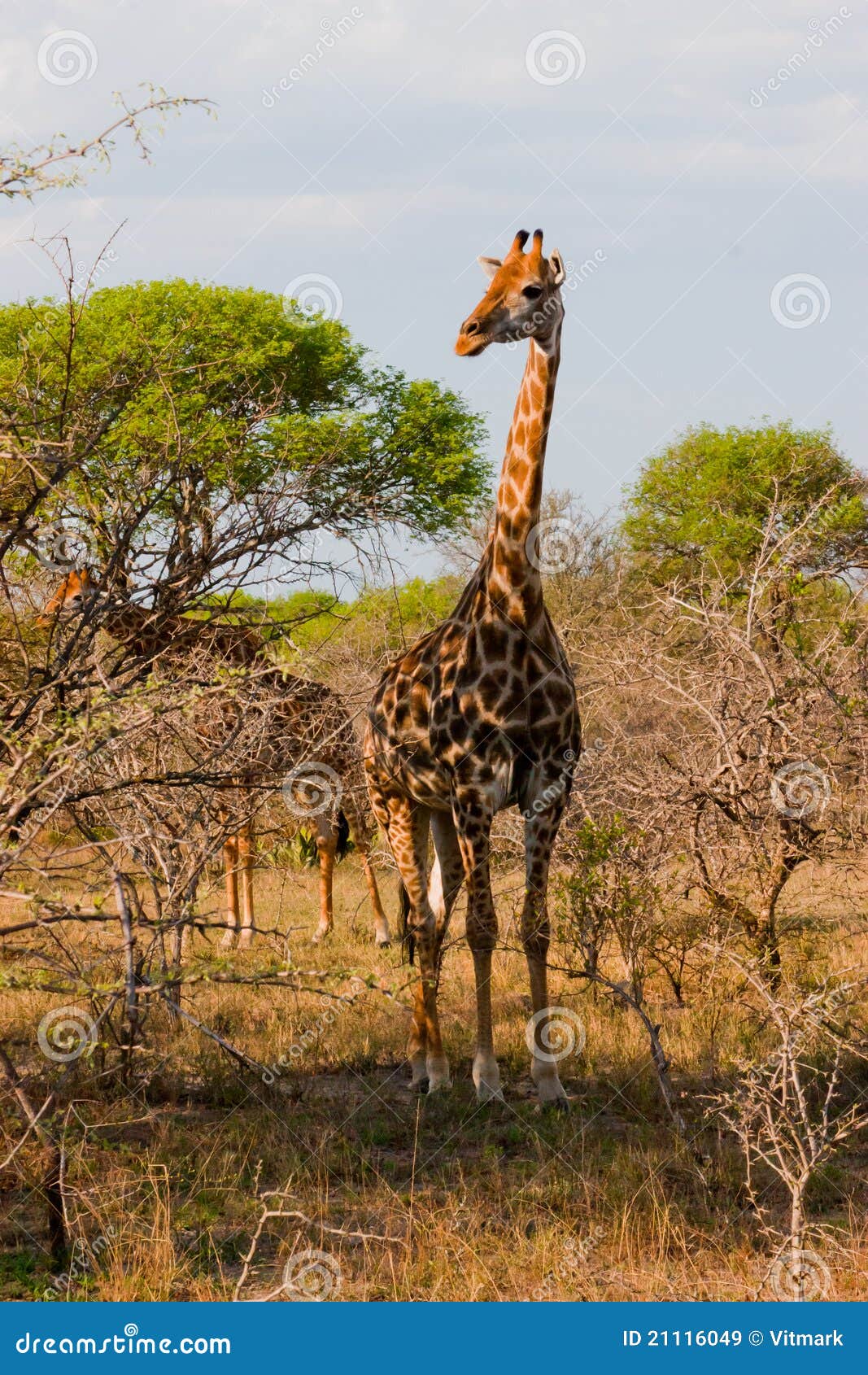 Tall Giraffe in South Africa Stock Image - Image of animal, savannah ...
