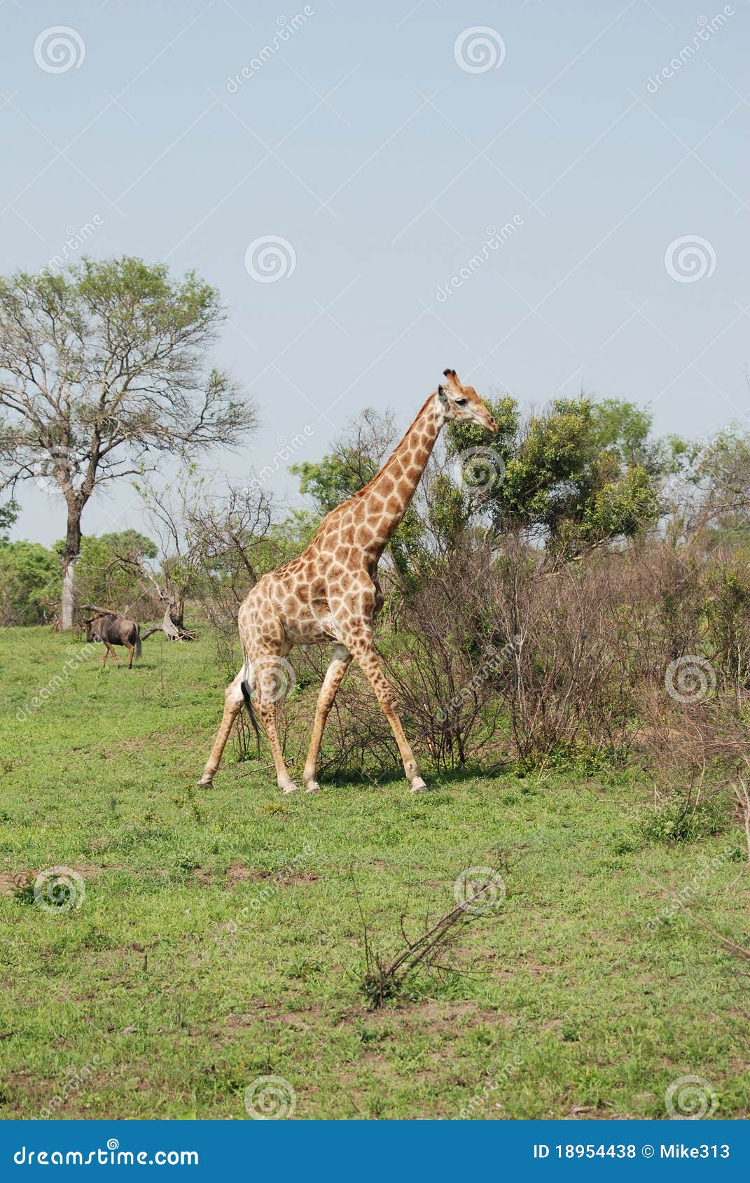 Tall Giraffe Taking a Walk Sabi Sands Stock Photo - Image of plain ...