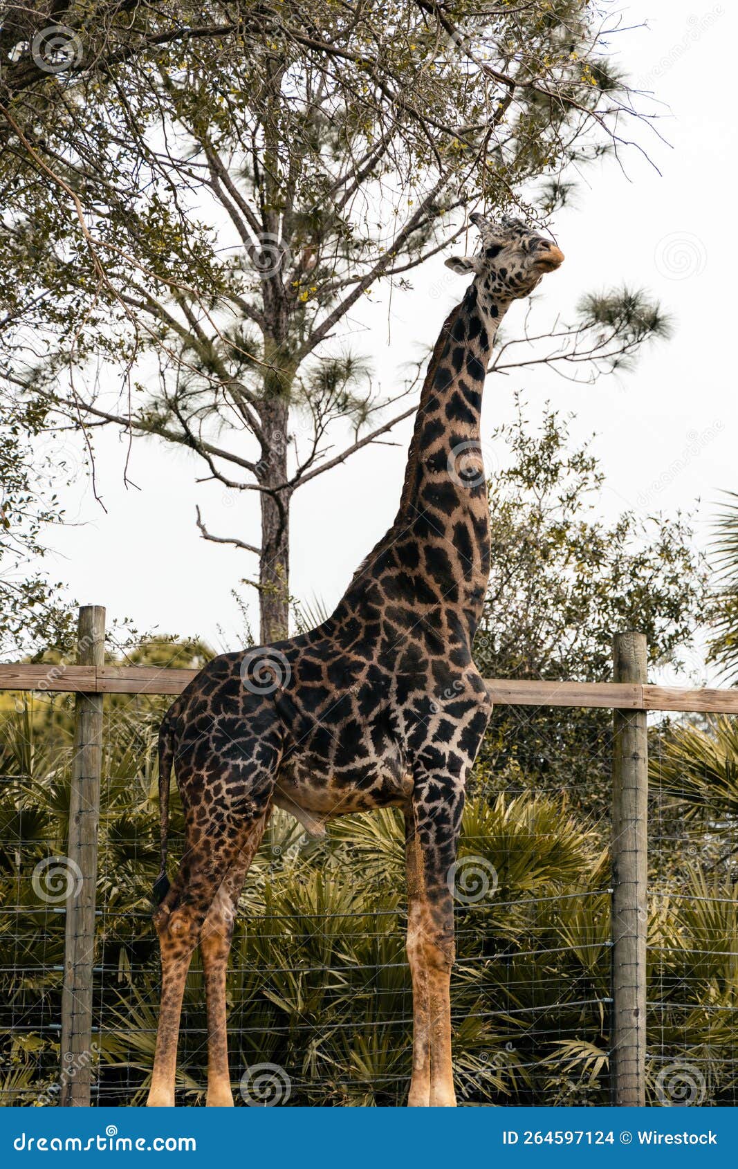Tall giraffe in a zoo stock photo. Image of safari, wildlife - 264597124