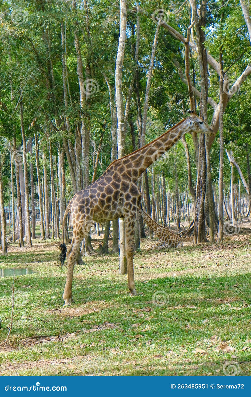 Tall Giraffes Stand among the Trees Stock Image - Image of travel ...