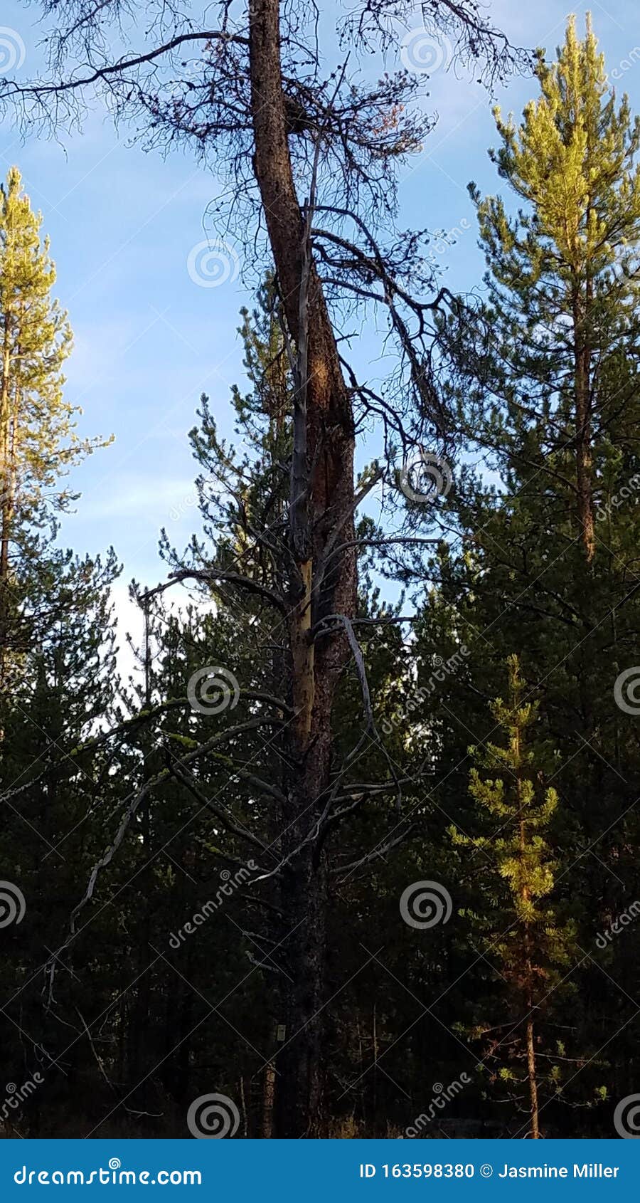 Tall Gnarled Pine Tree with a Crisp Blue Sky Stock Photo - Image of ...