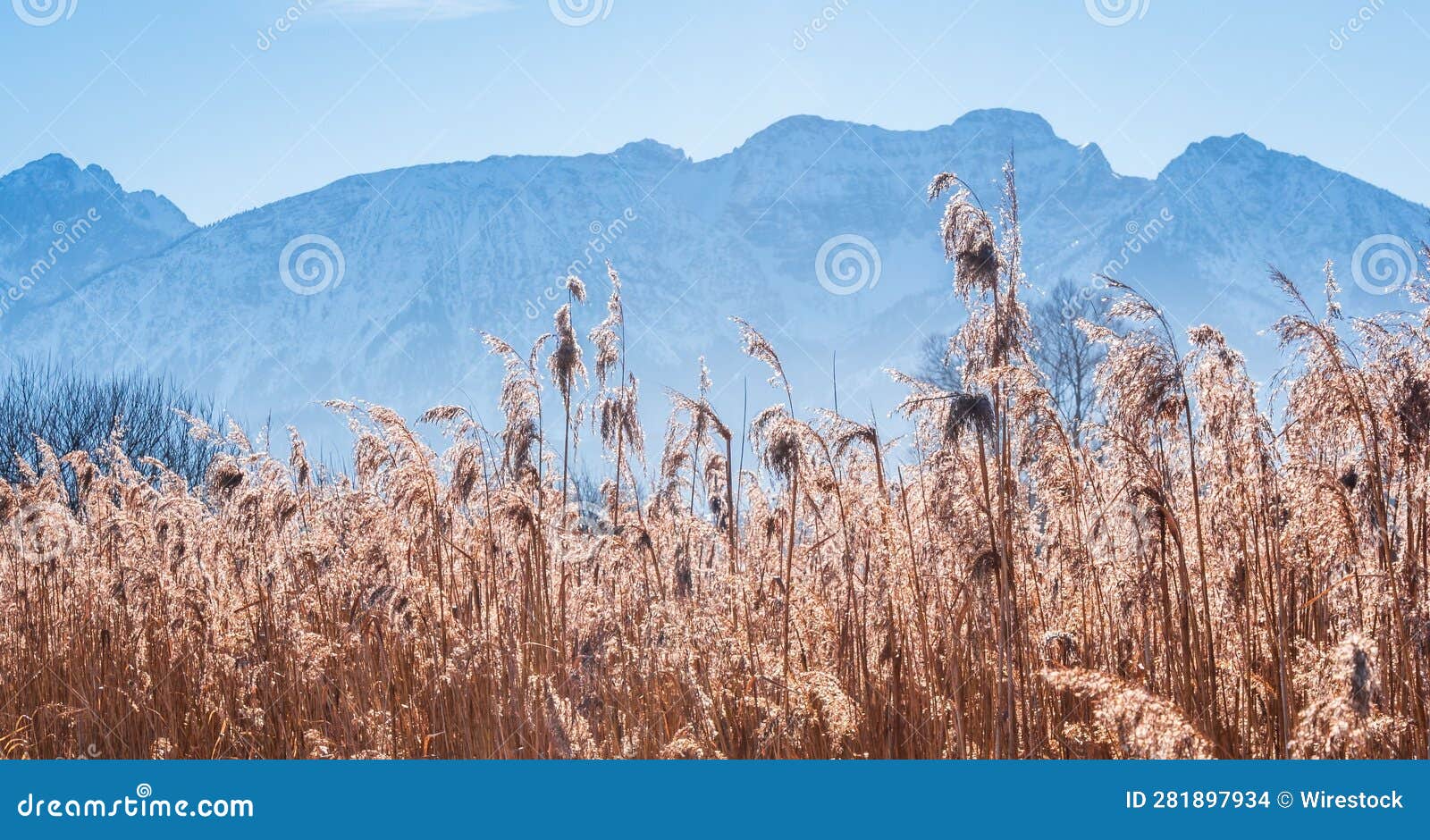 Tall Golden Grass in the Field Stock Photo - Image of environment ...