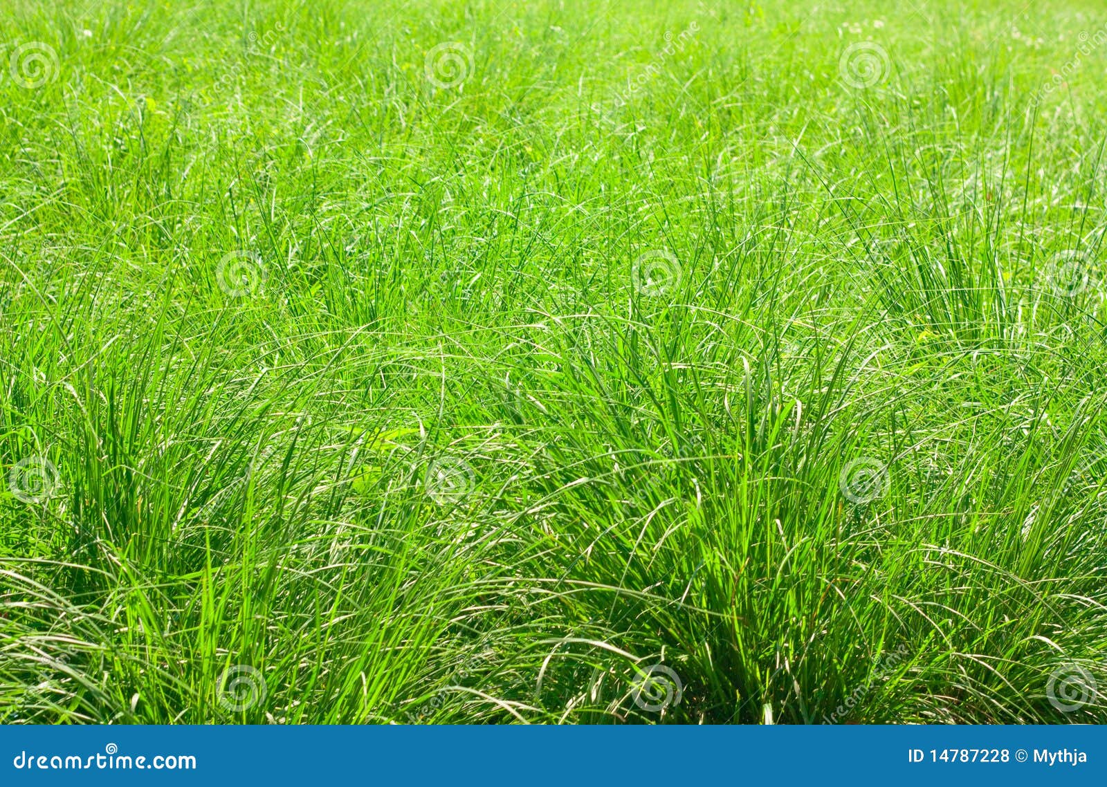 Tall grass stock photo. Image of landscape, decoration - 14787228