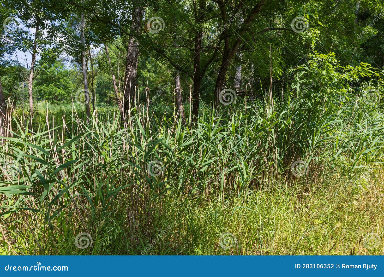 Tall Grass Around a Pond in the Forest Stock Photo - Image of landscape ...