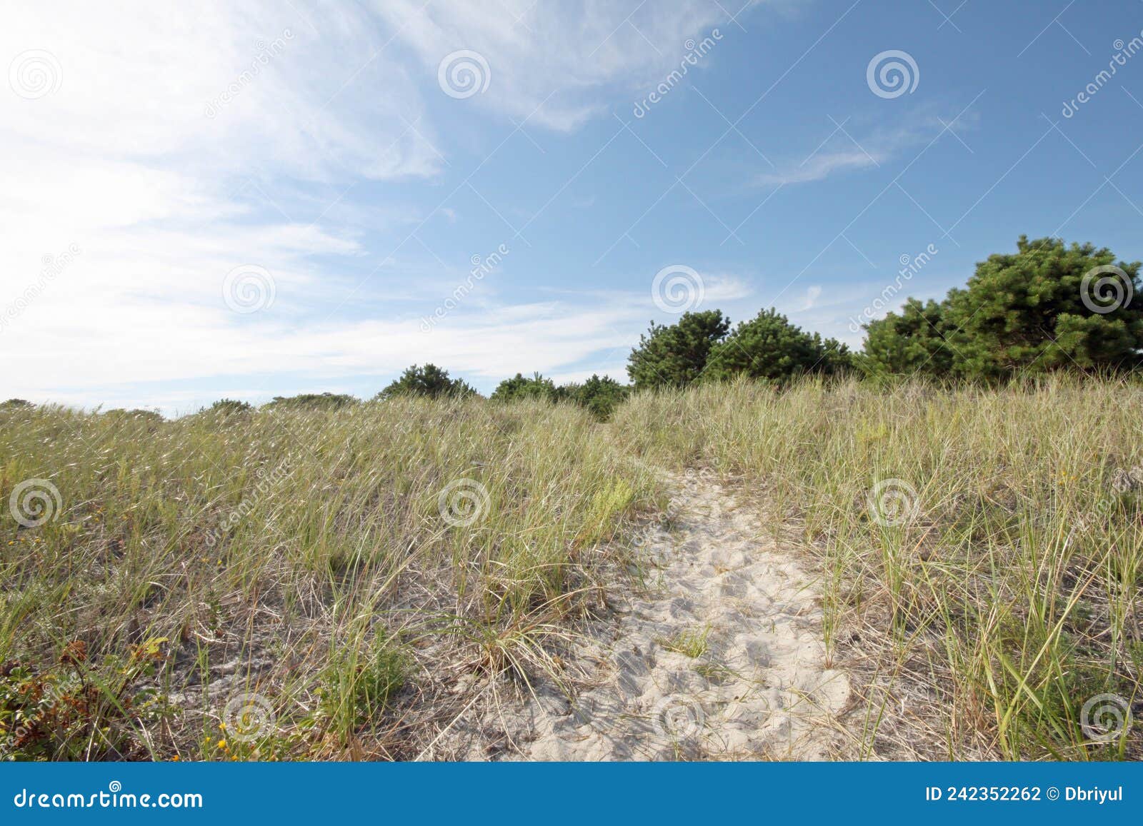 Tall Grass Beach Path with Blue Sky Stock Photo - Image of ocean ...