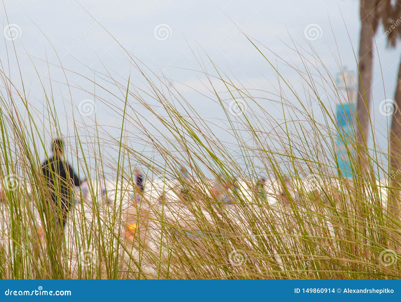Tall Grass on the Beach. Rest on the Coast of the Bay. Stock Photo ...