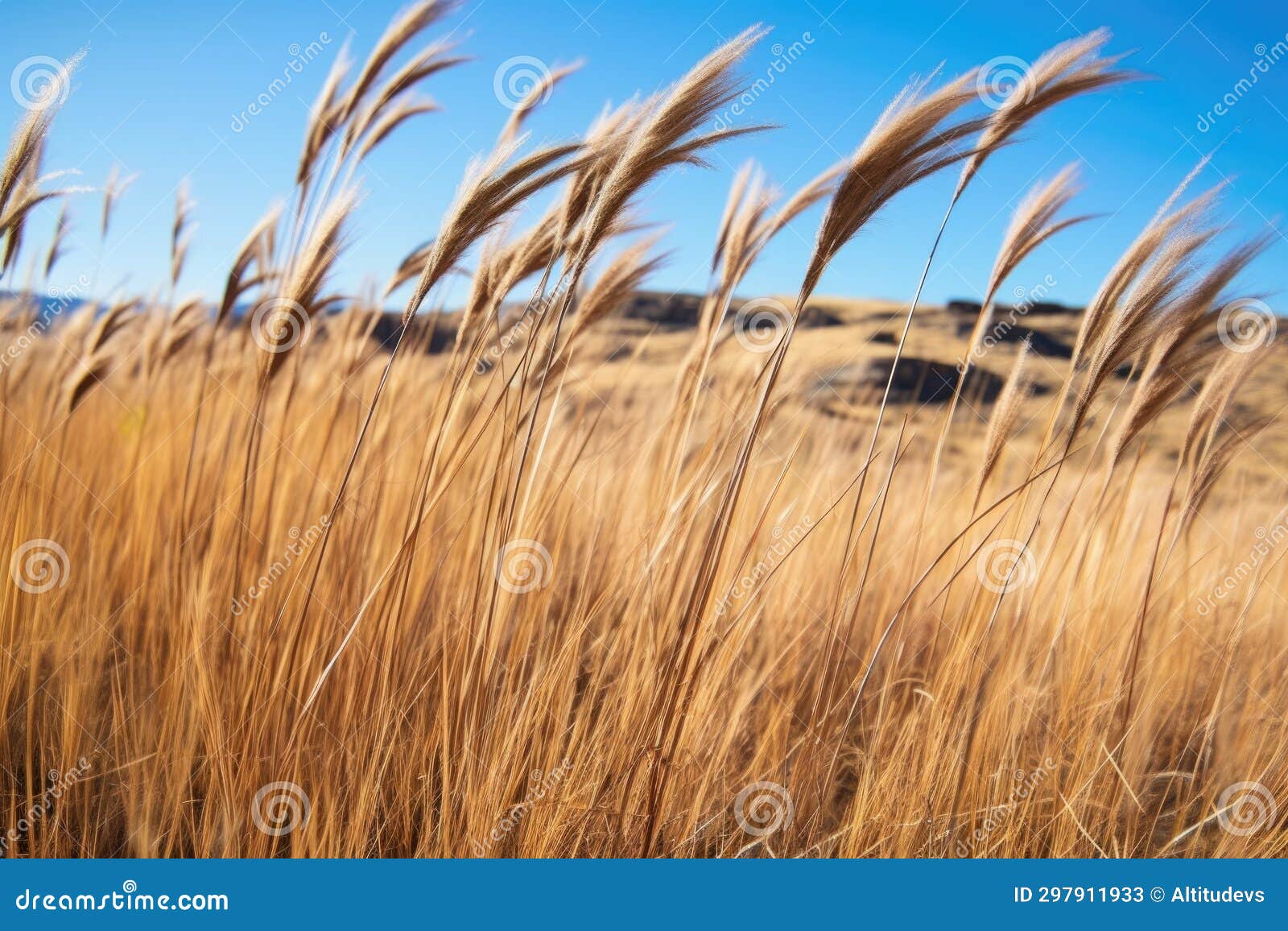 Tall Grass Blades Dancing in the Wind at the Canyon Floor Stock Image ...
