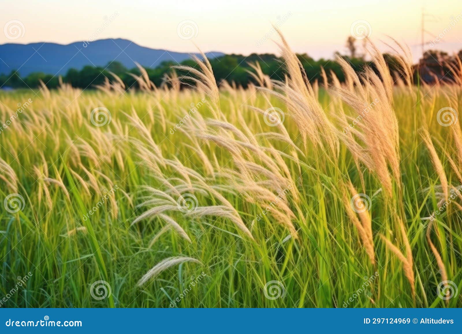Tall Grass Blowing in the Evening Wind at Grassland Stock Image - Image of countryside, sunset ...