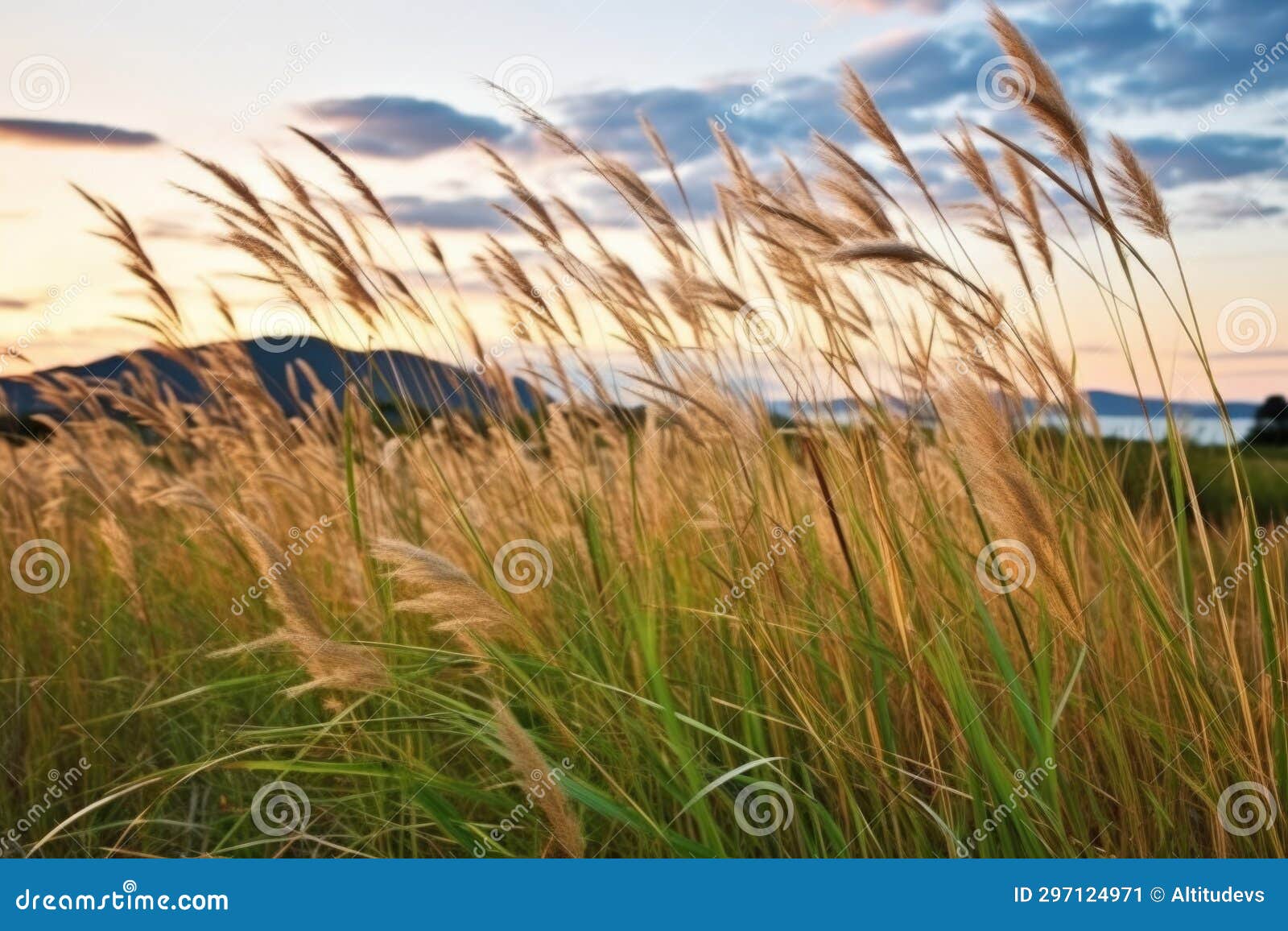 Tall Grass Blowing in the Evening Wind at Grassland Stock Image - Image ...