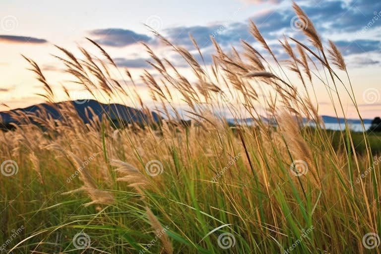 Tall Grass Blowing in the Evening Wind at Grassland Stock Image - Image of scene, generated ...