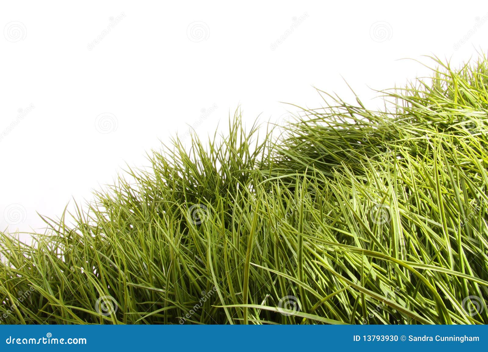 Tall Grass Blowing in the Wind Stock Photo - Image of organic, design ...