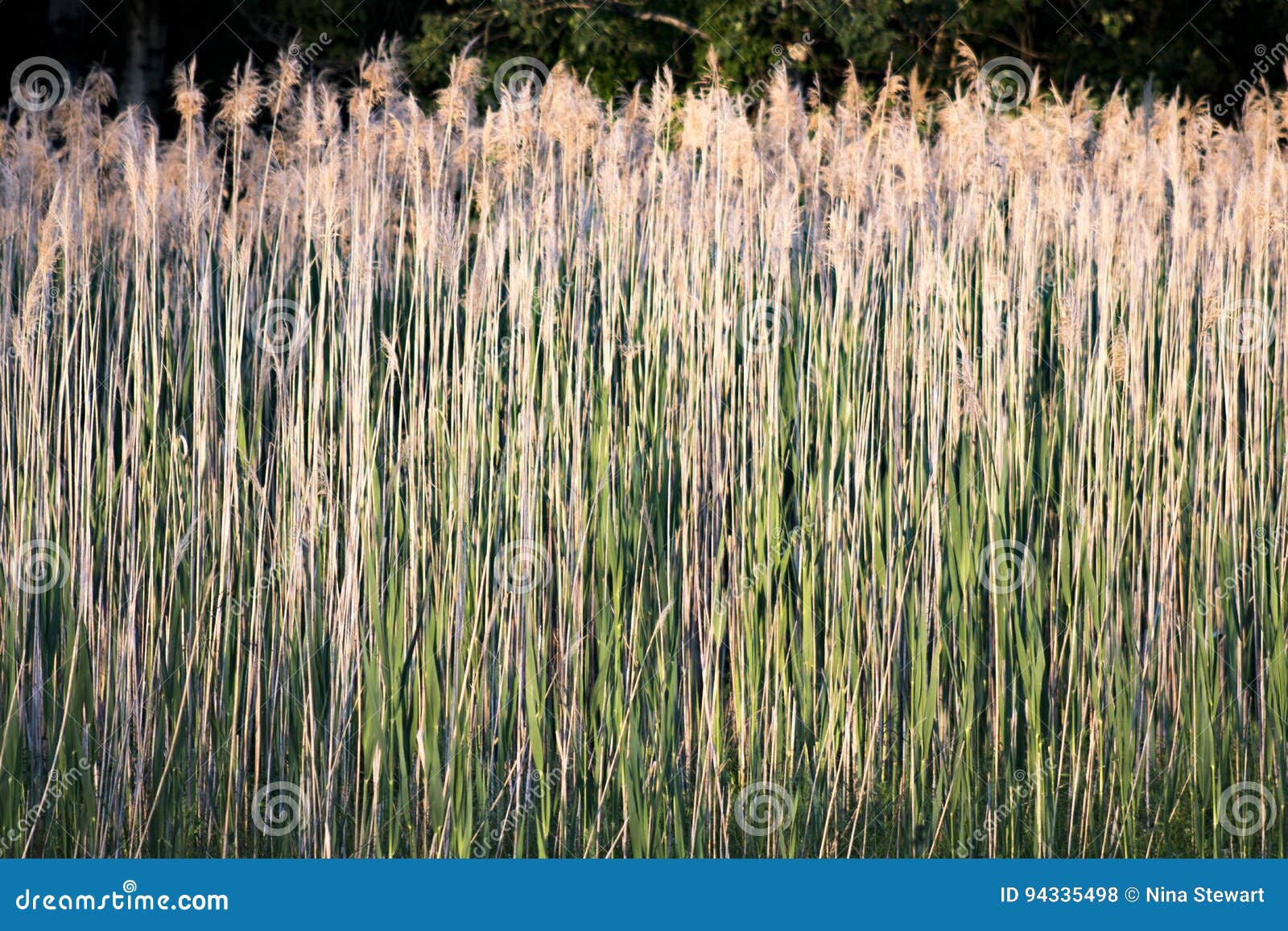 Tall Grass Blowing in the Wind Stock Photo - Image of flower, flowers ...