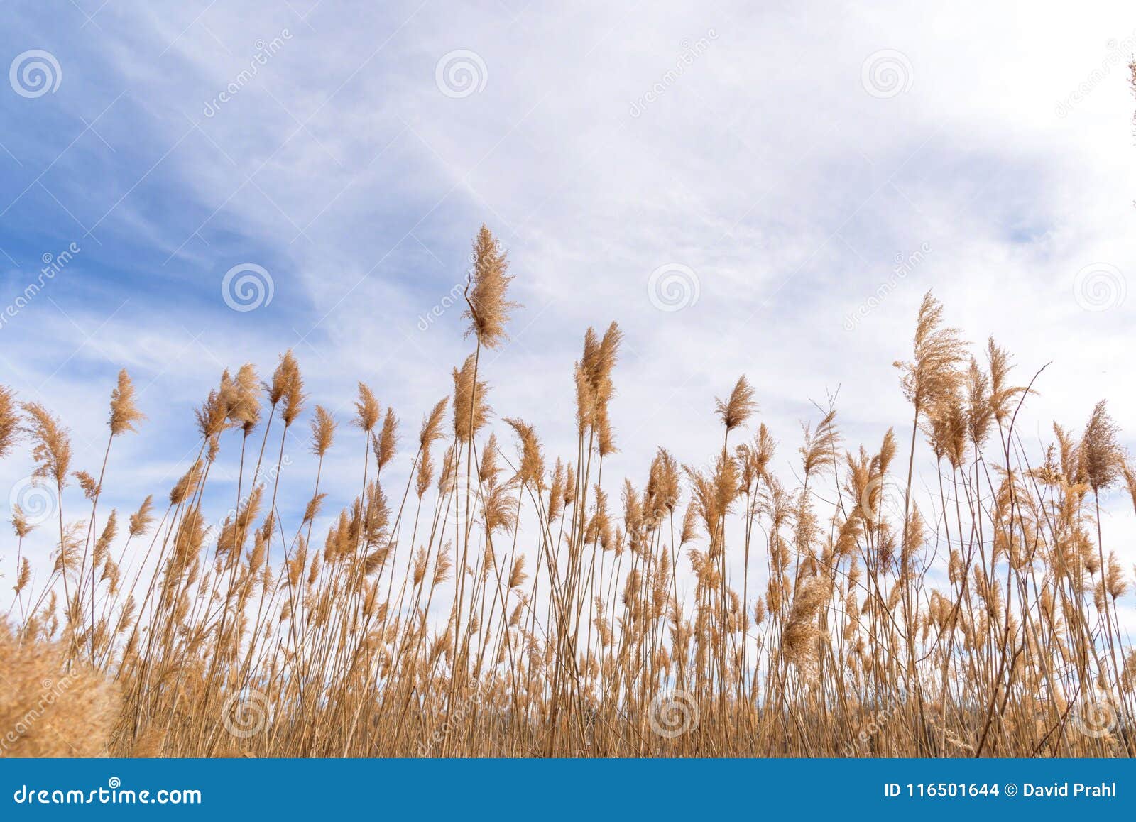 Tall Feathery Grasses Blowing in the Wind Stock Photo - Image of ...