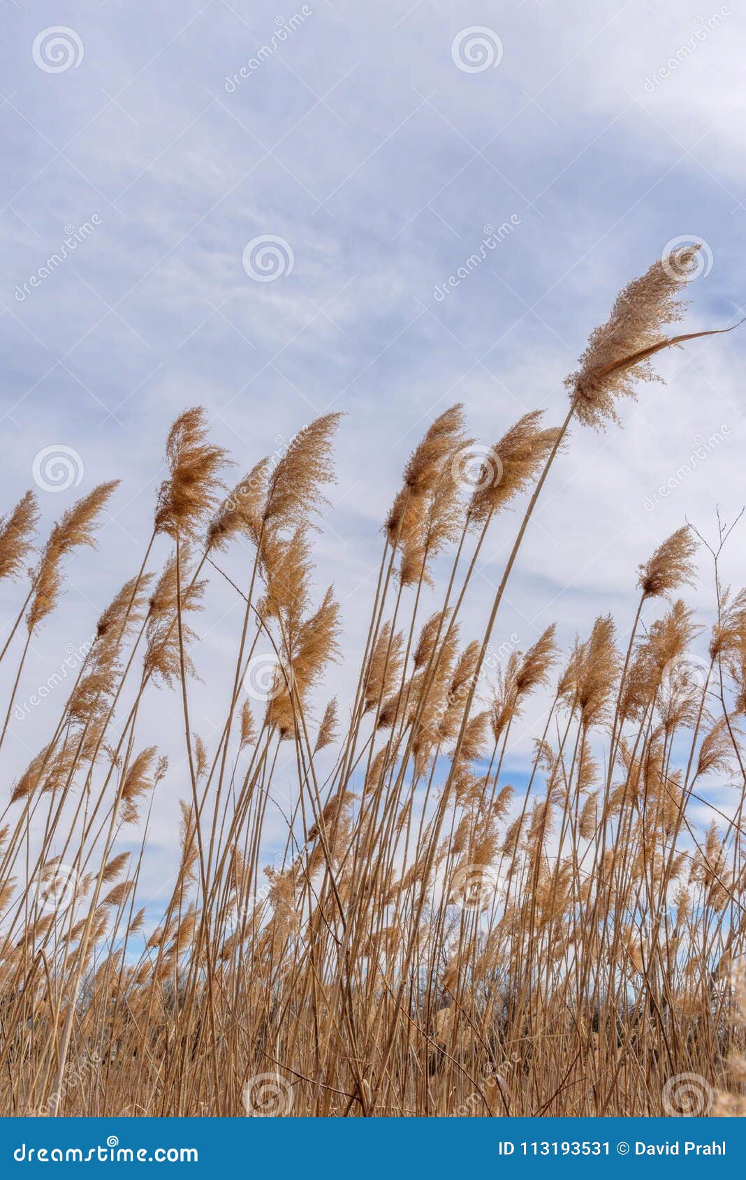 Wind Blowing Grass
